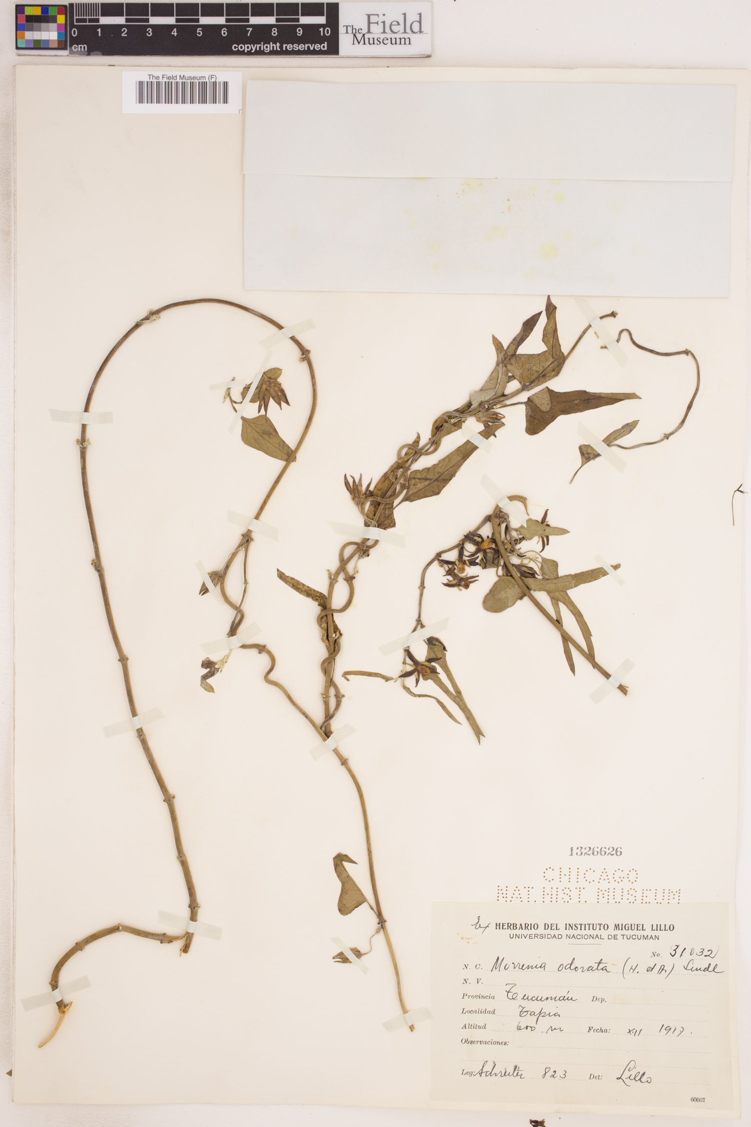 HVAA - Occurrence Profile