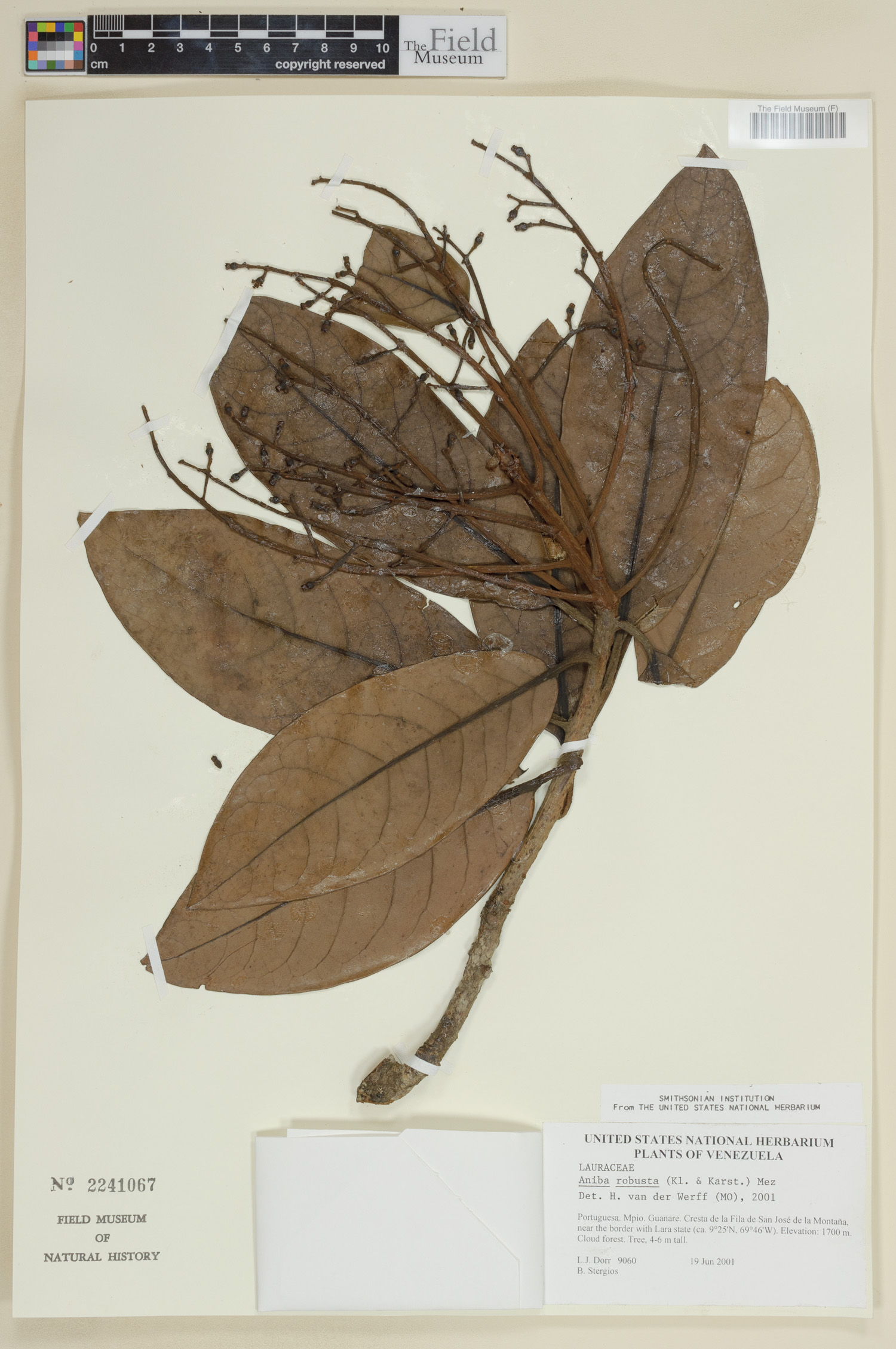 Aniba robusta (Klotzsch & H.Karst.) Mez