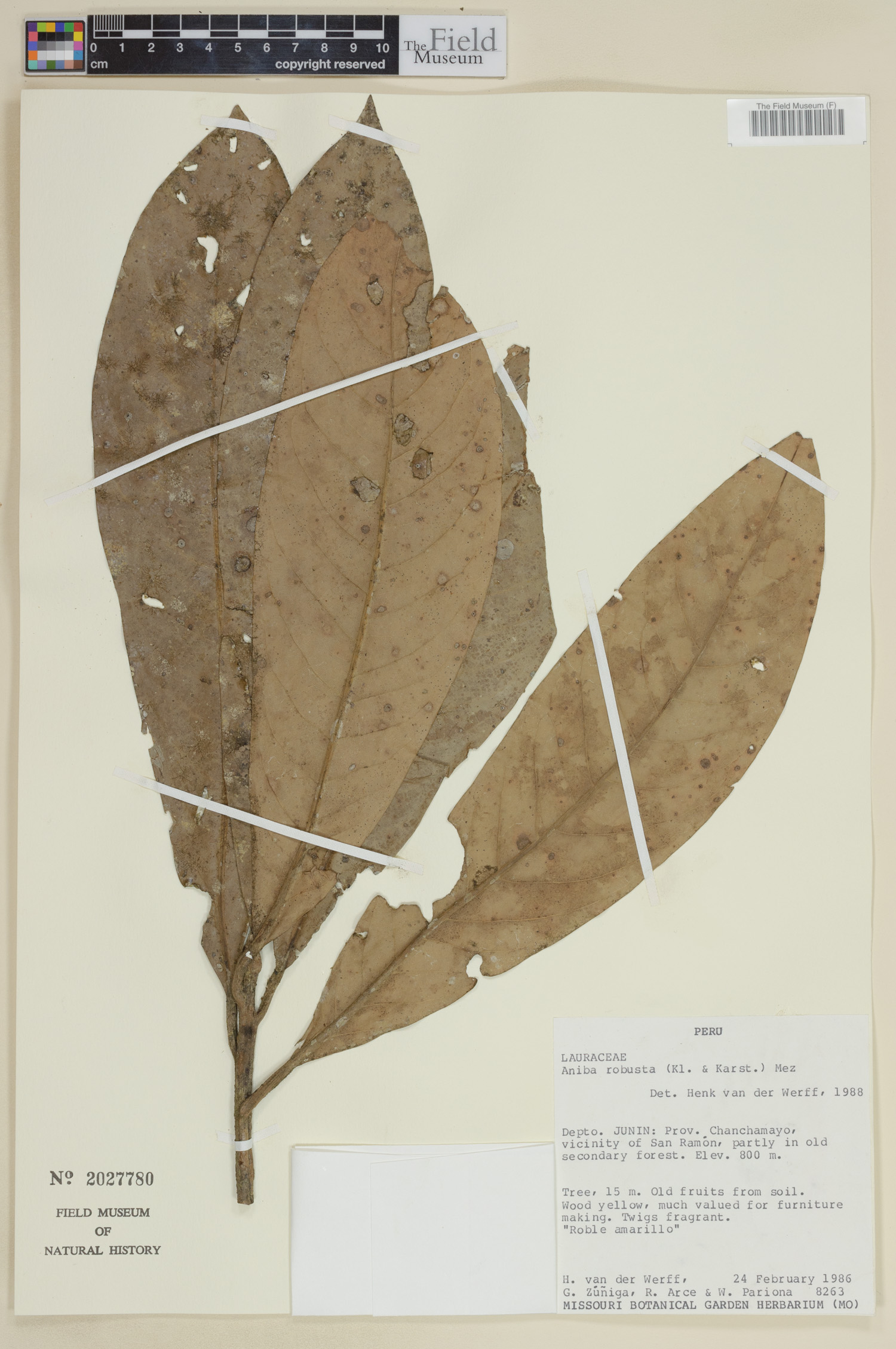 Aniba robusta (Klotzsch & H.Karst.) Mez