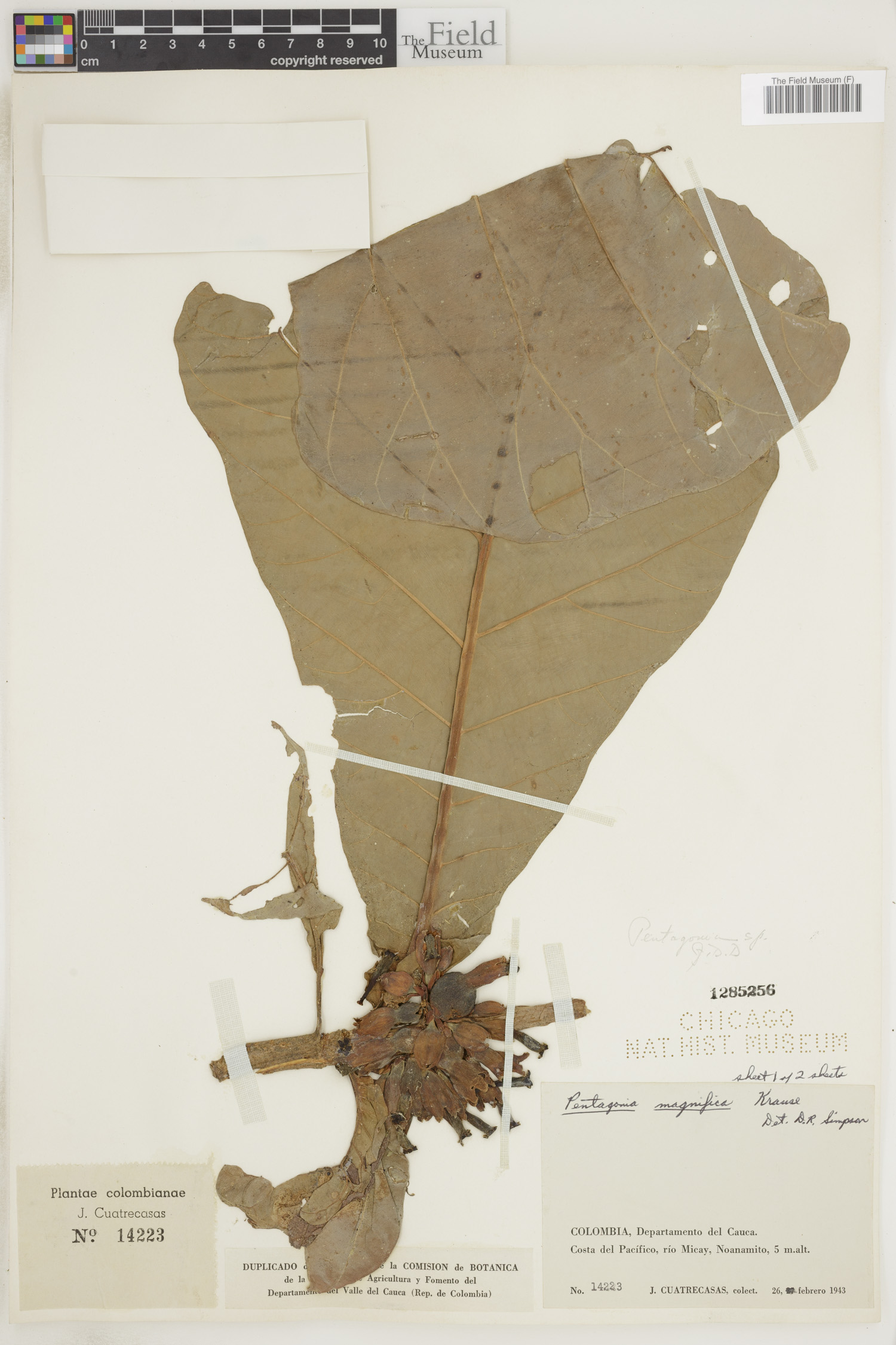 HVAA - Occurrence Profile