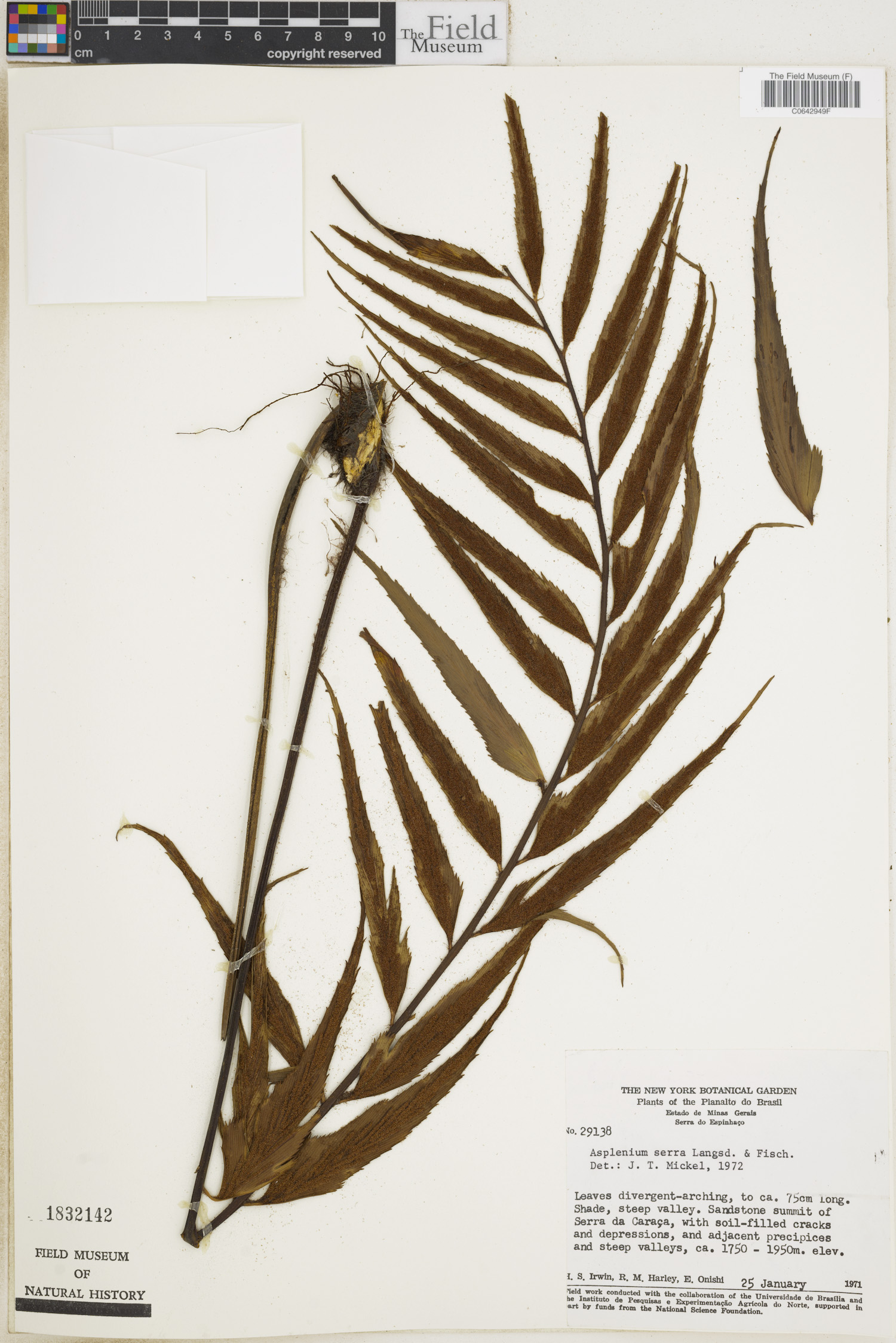 Asplenium serratum L. | Botanical Collections