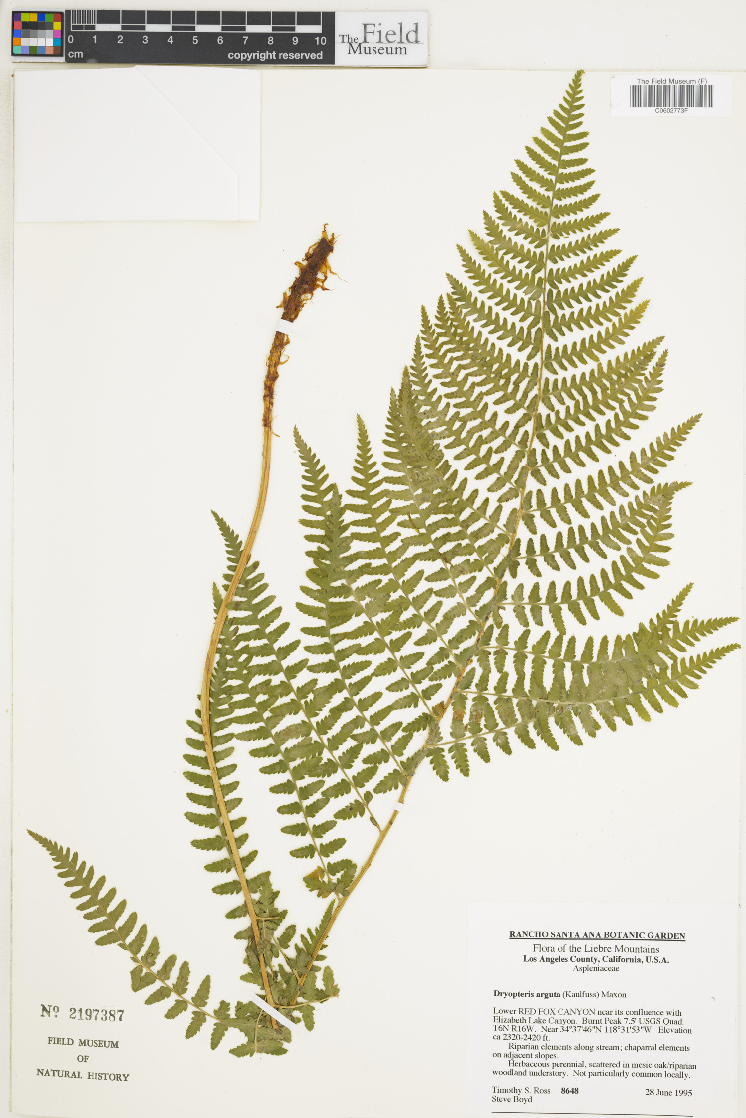 Dryopteris arguta (Kaulf.) Maxon