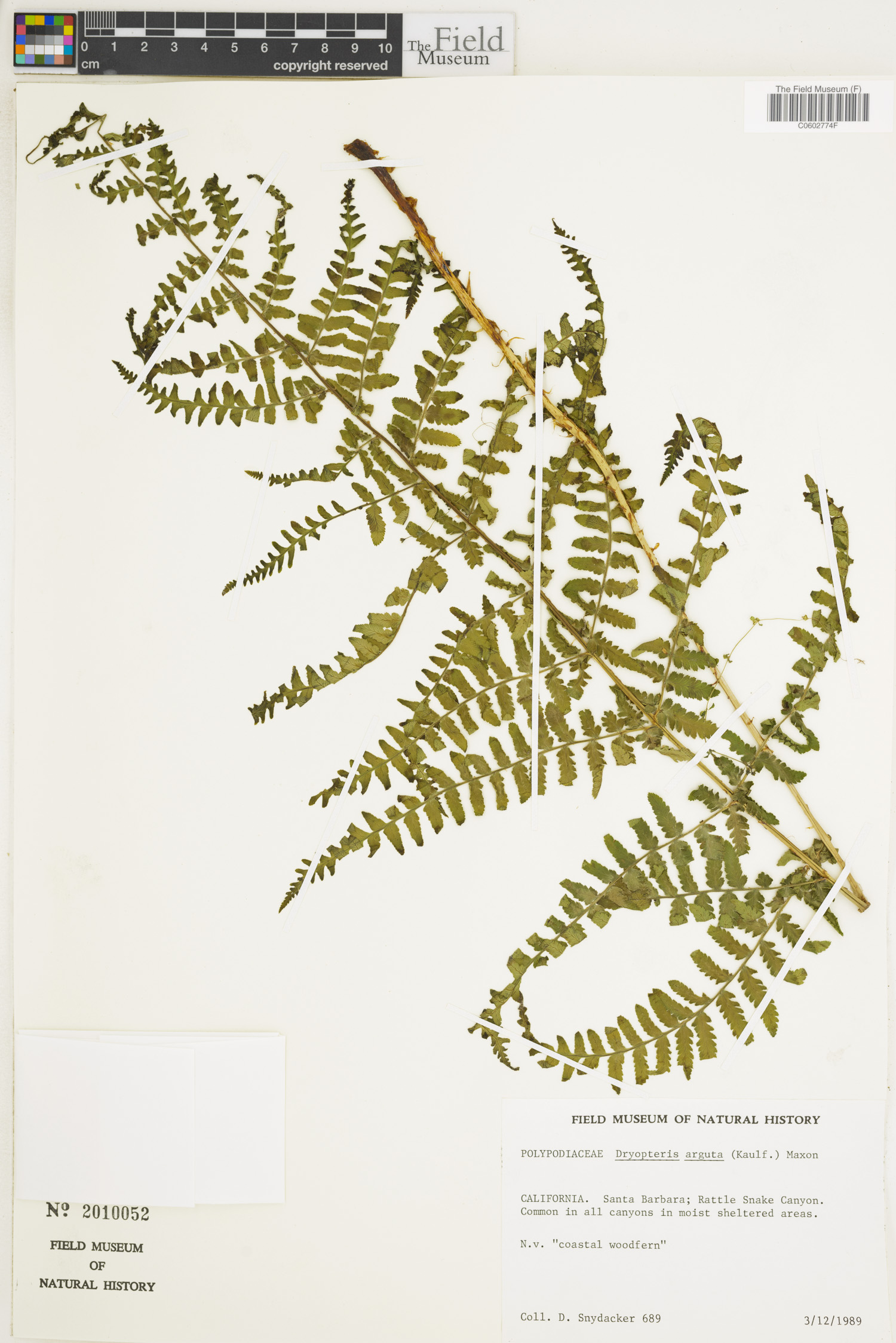 Dryopteris arguta (Kaulf.) Maxon