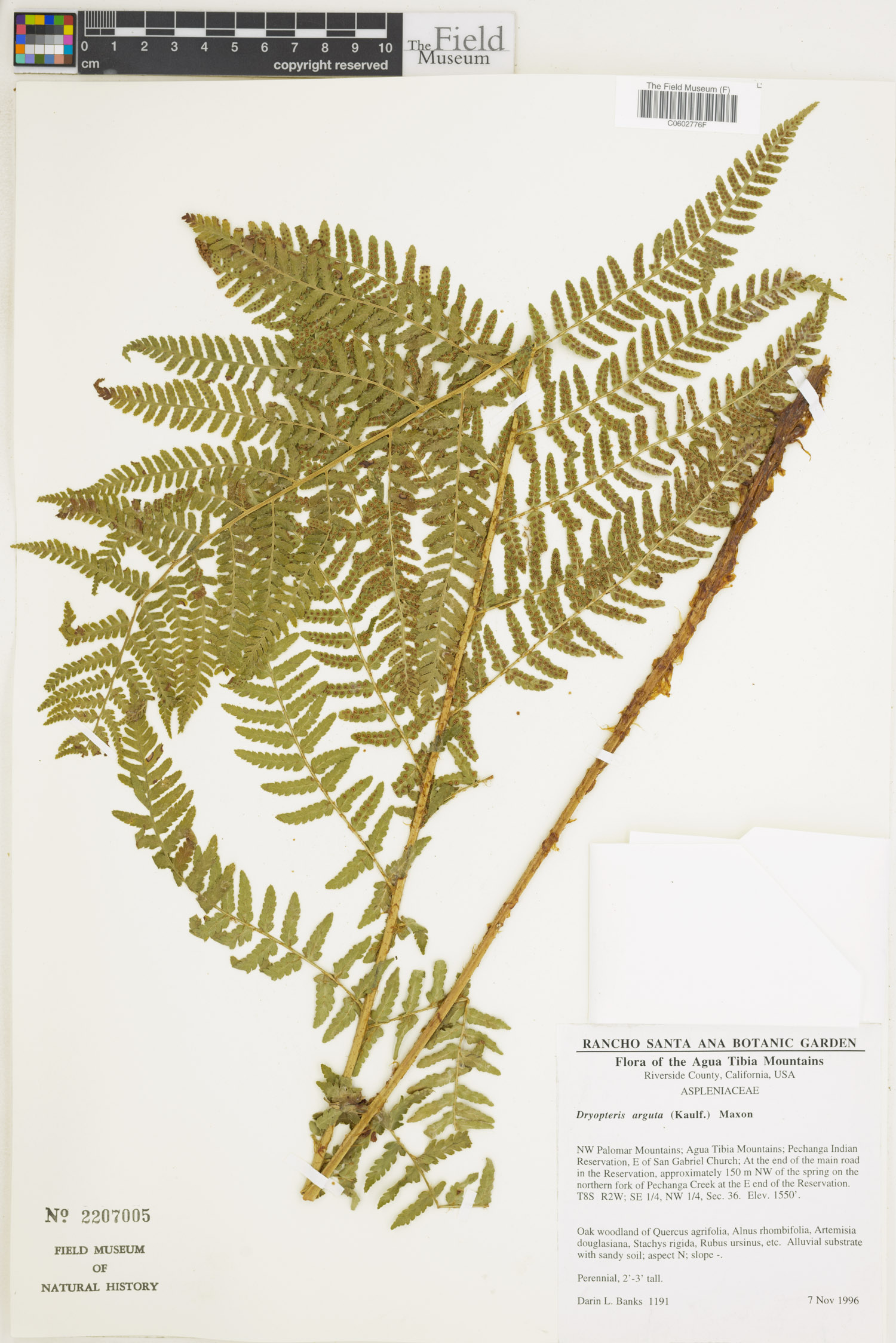 Dryopteris arguta (Kaulf.) Maxon