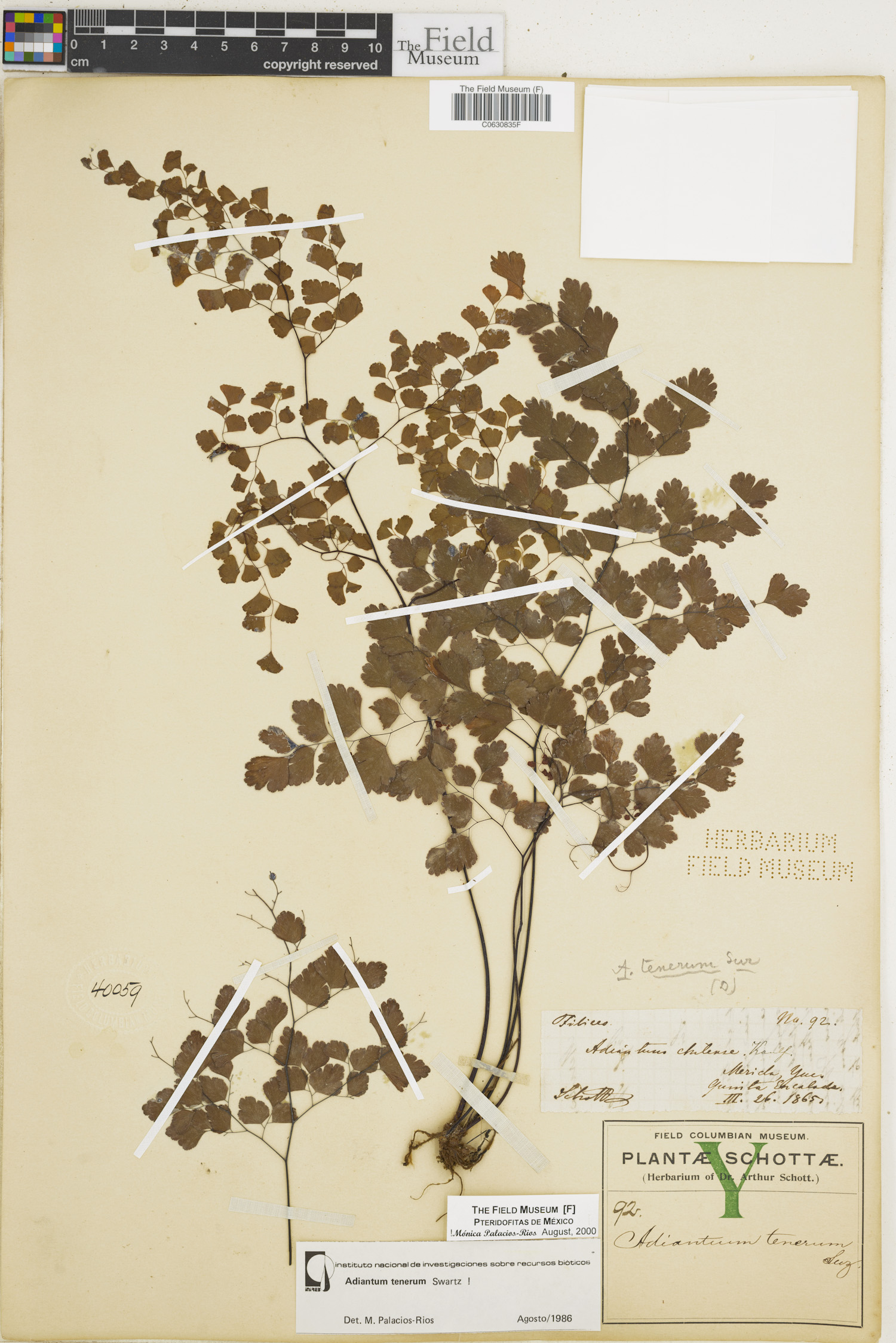 A. C. V. Schott | Botanical Collections