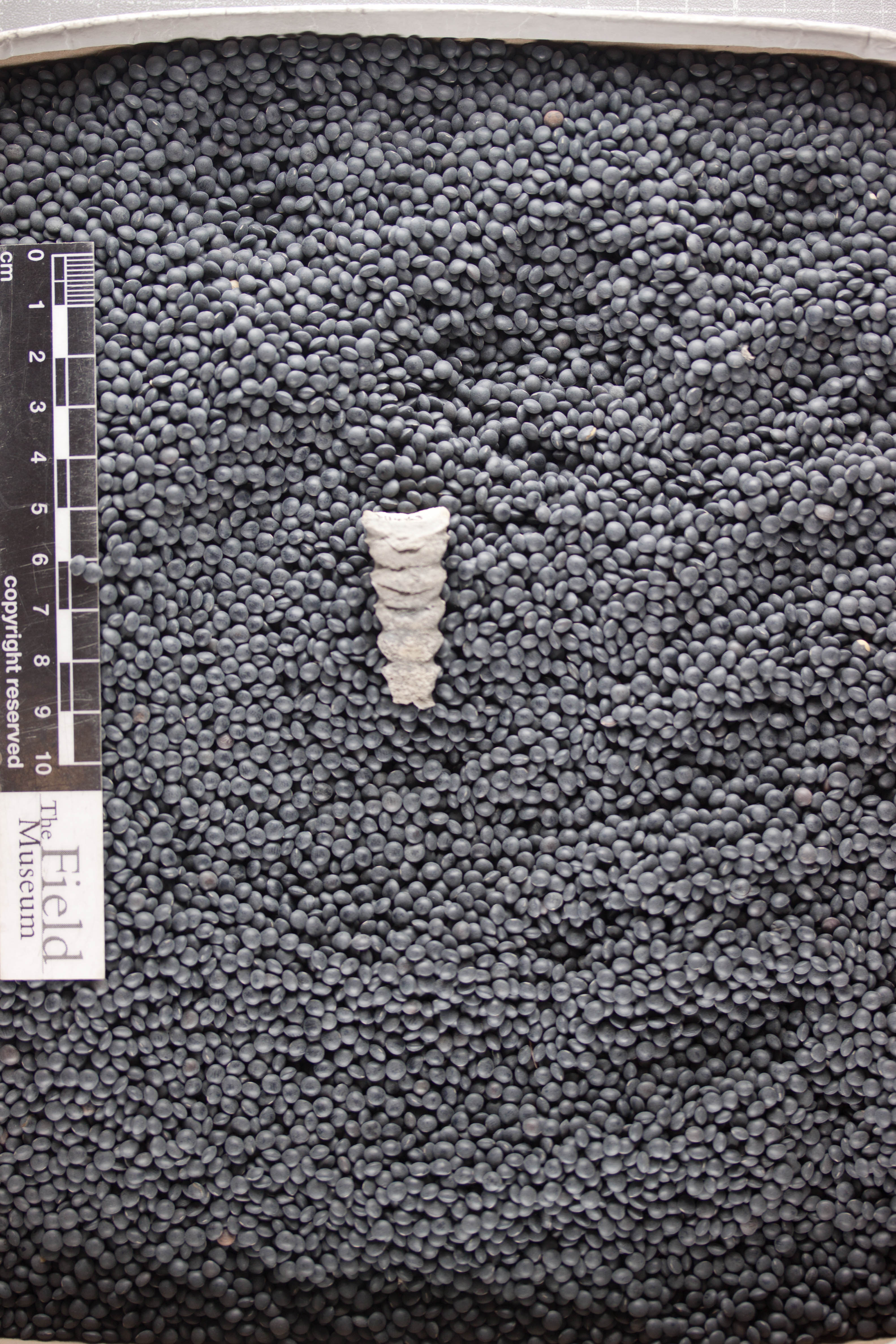 Kionoceras Hyatt, 1884