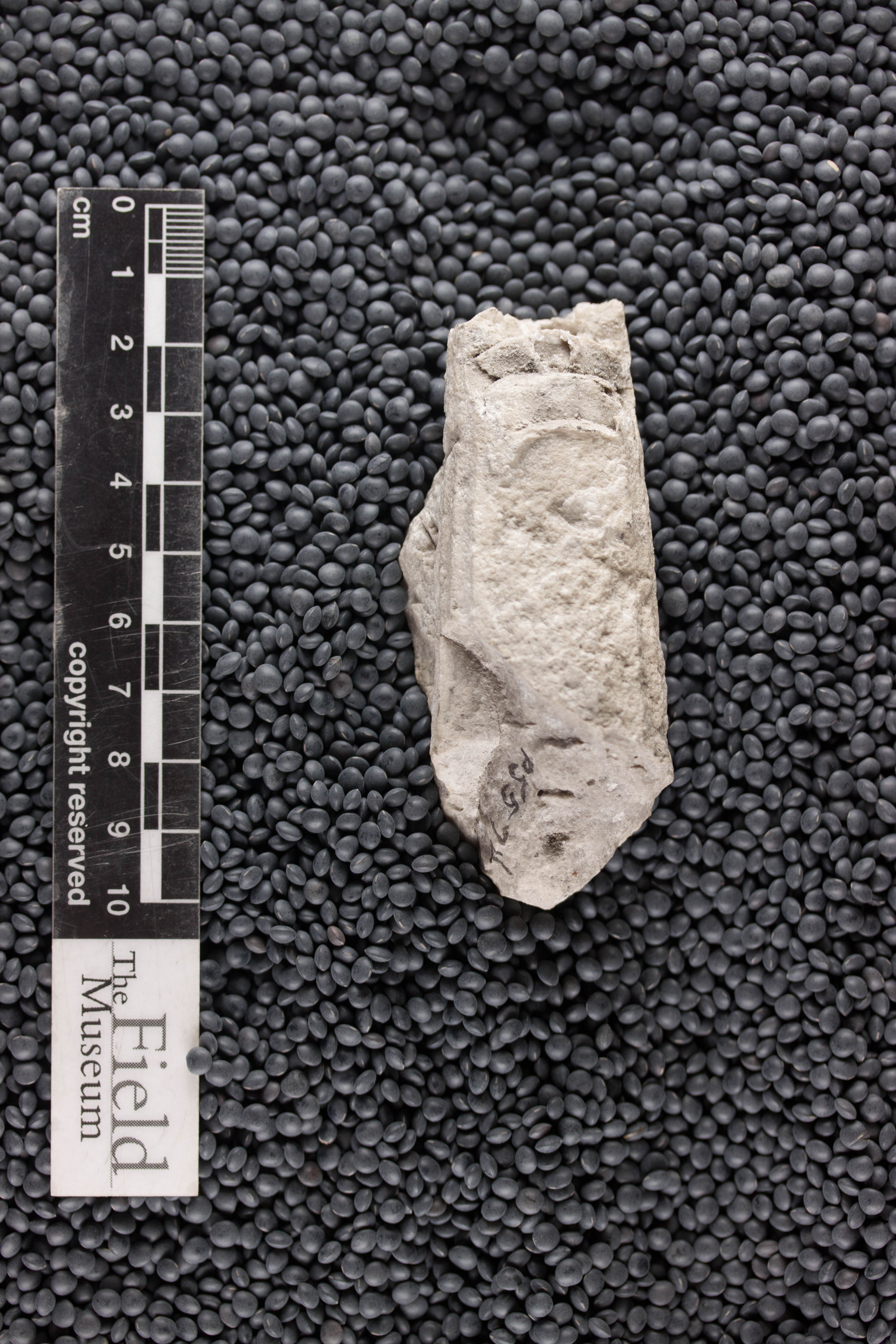 Kionoceras Hyatt, 1884