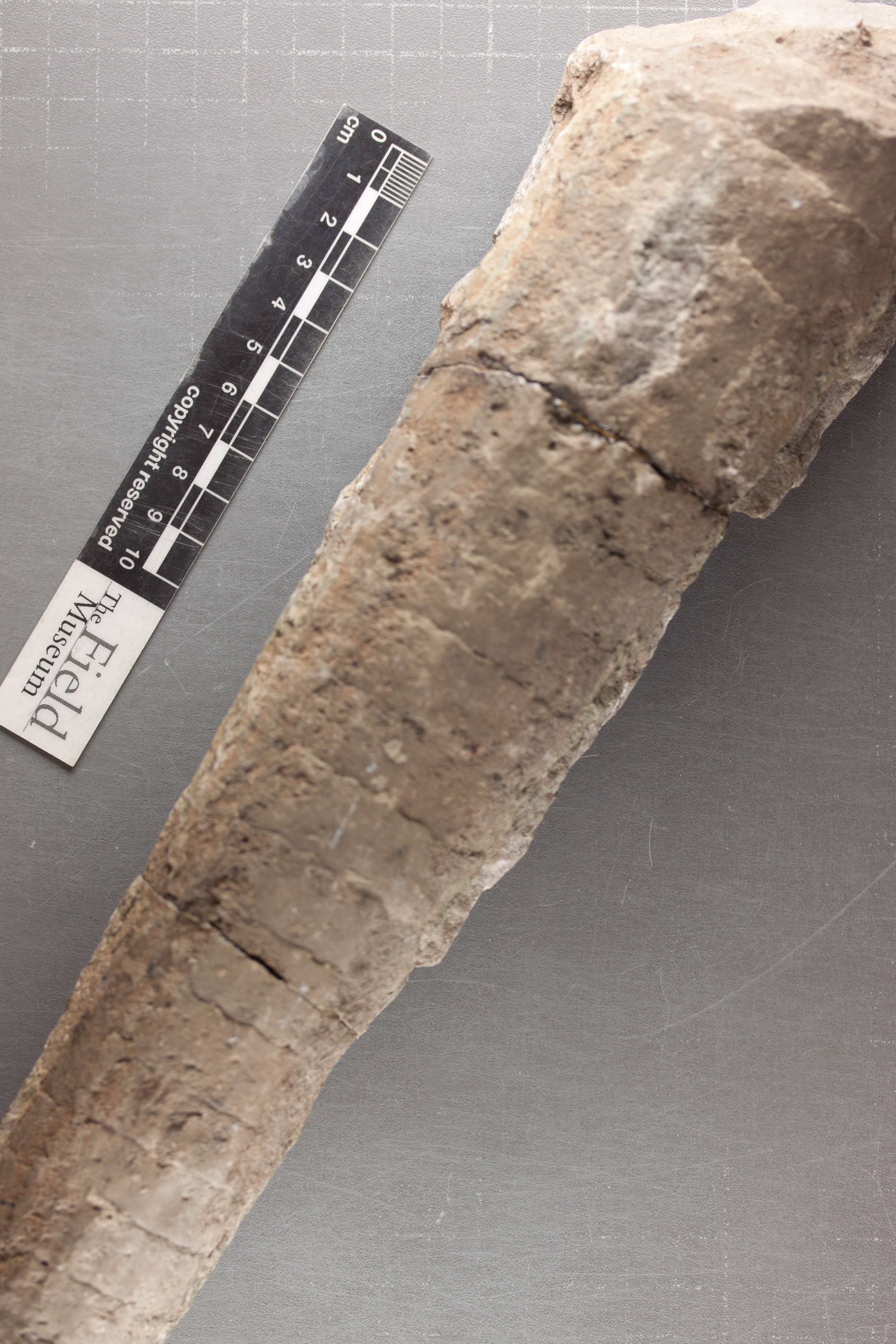 Kionoceras Hyatt, 1884