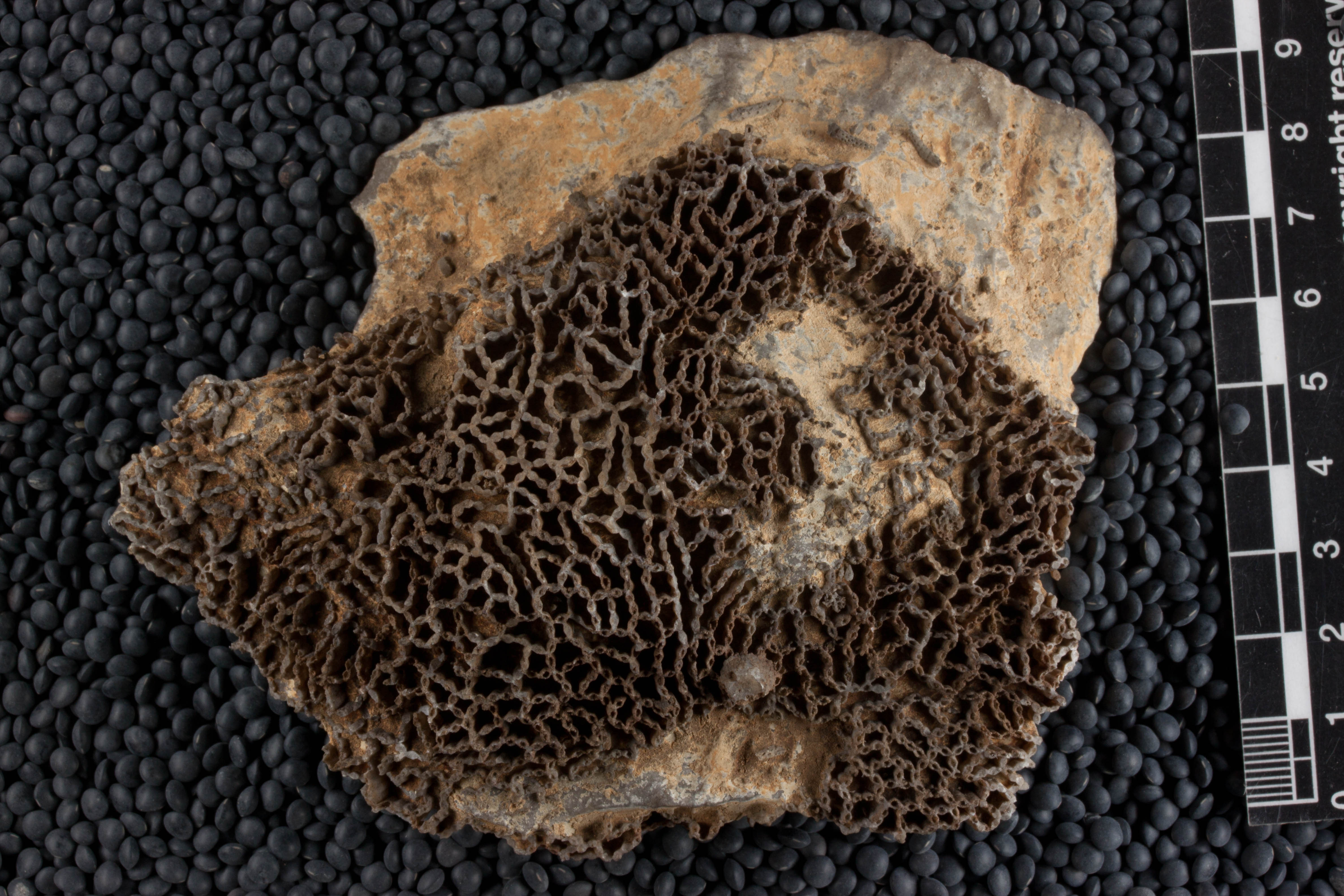 Halysites Fischer von Waldheim, 1813