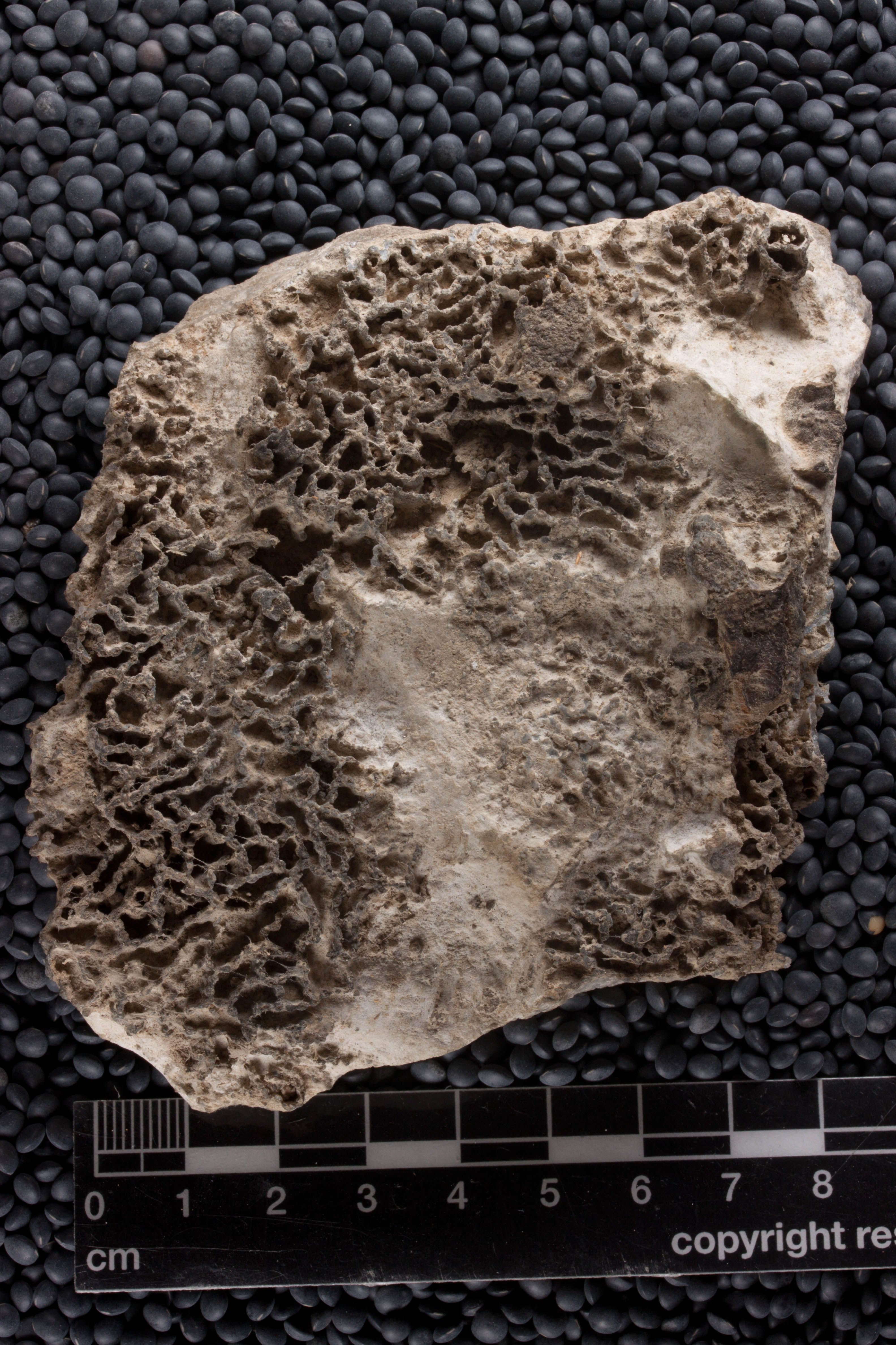 Halysites | Geology Collections