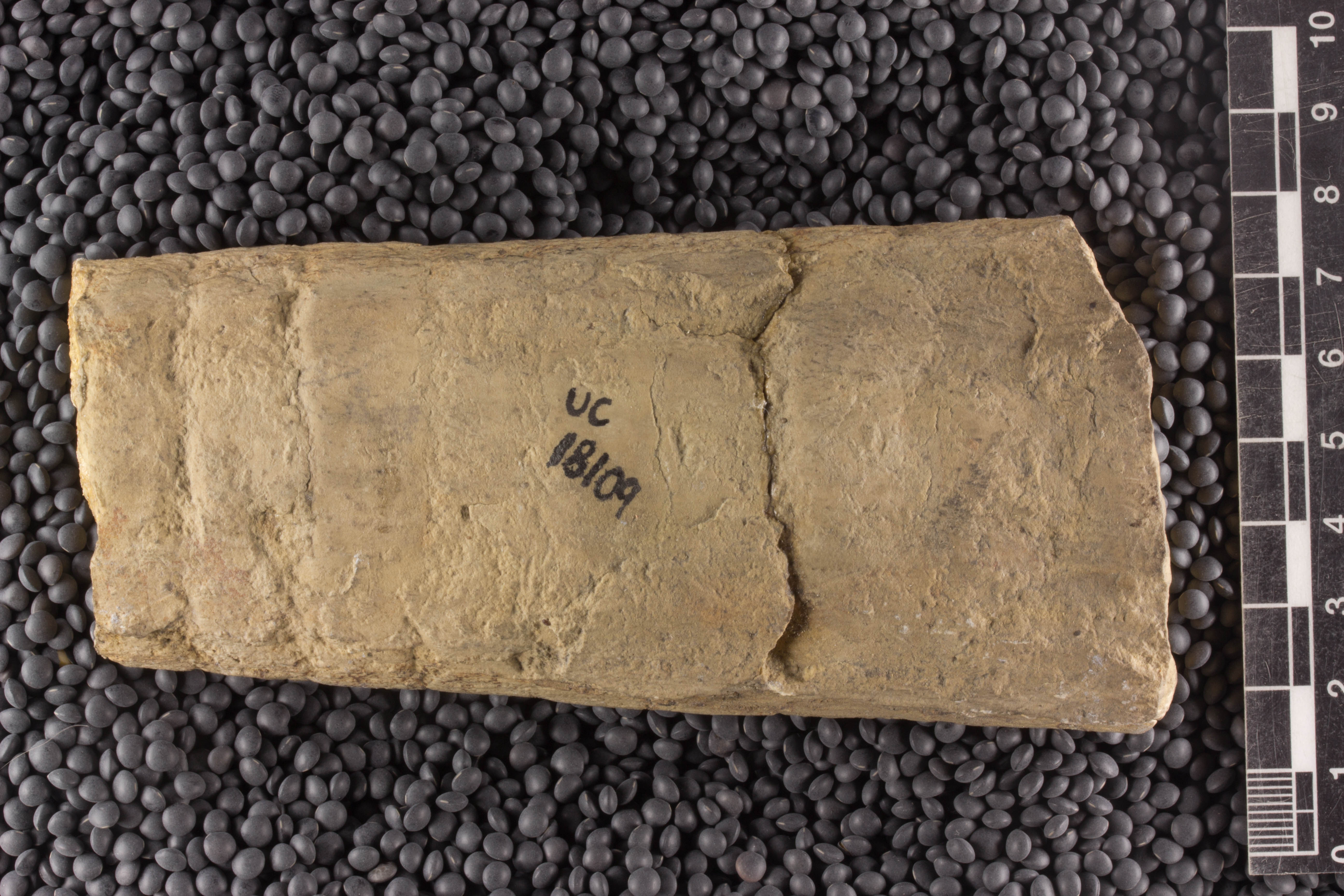 Kionoceras Hyatt, 1884