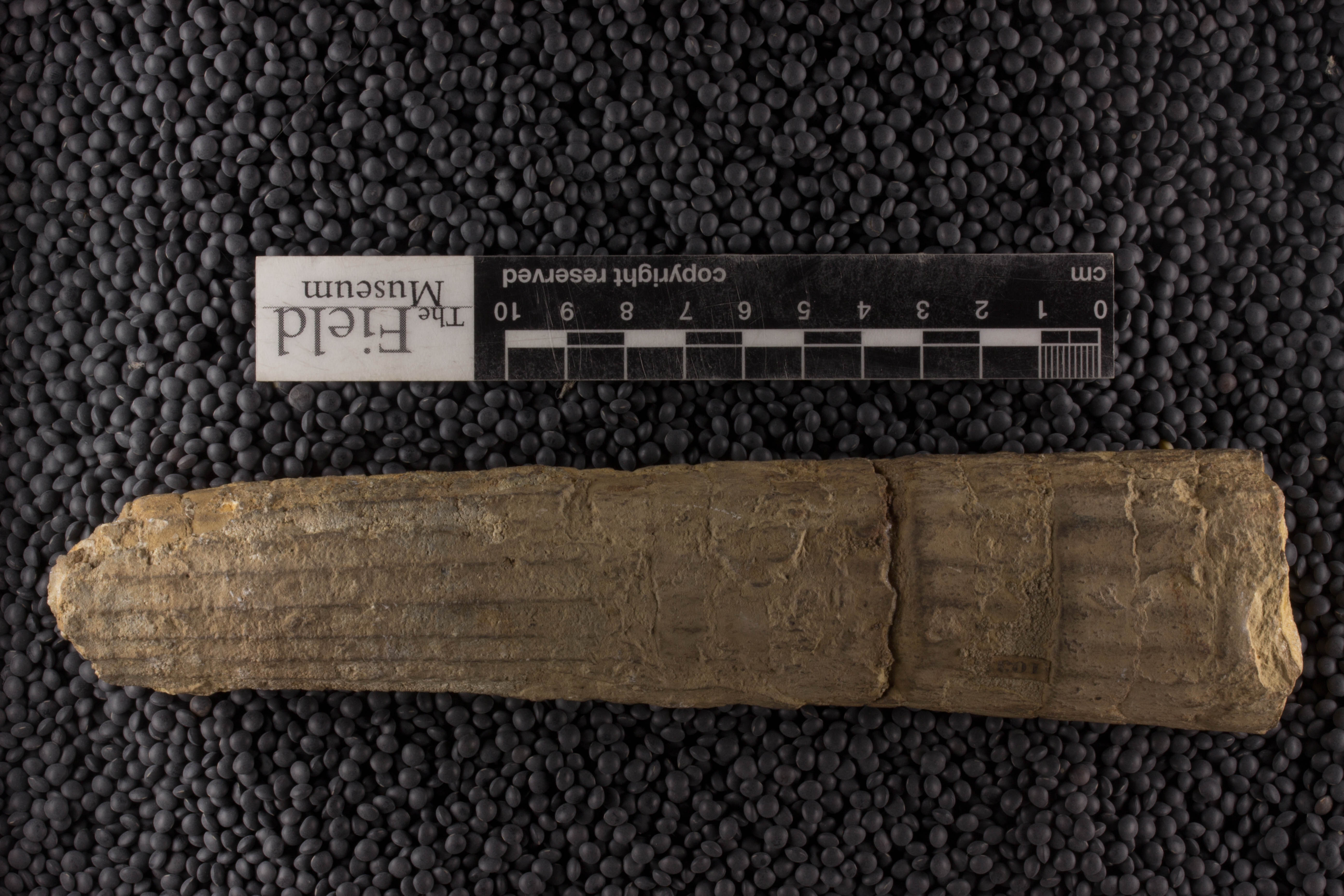 Kionoceras Hyatt, 1884