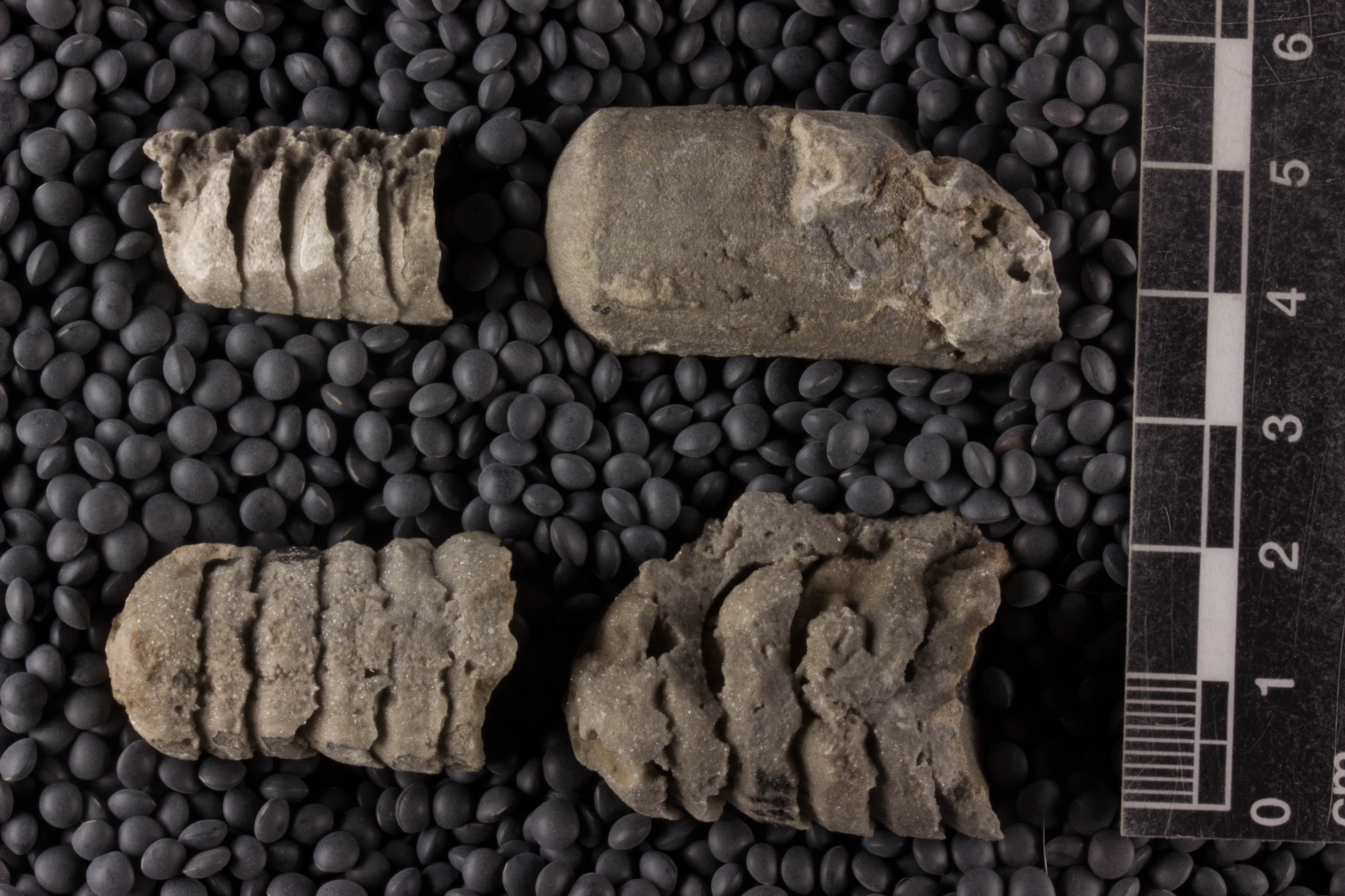 Kionoceras Hyatt, 1884