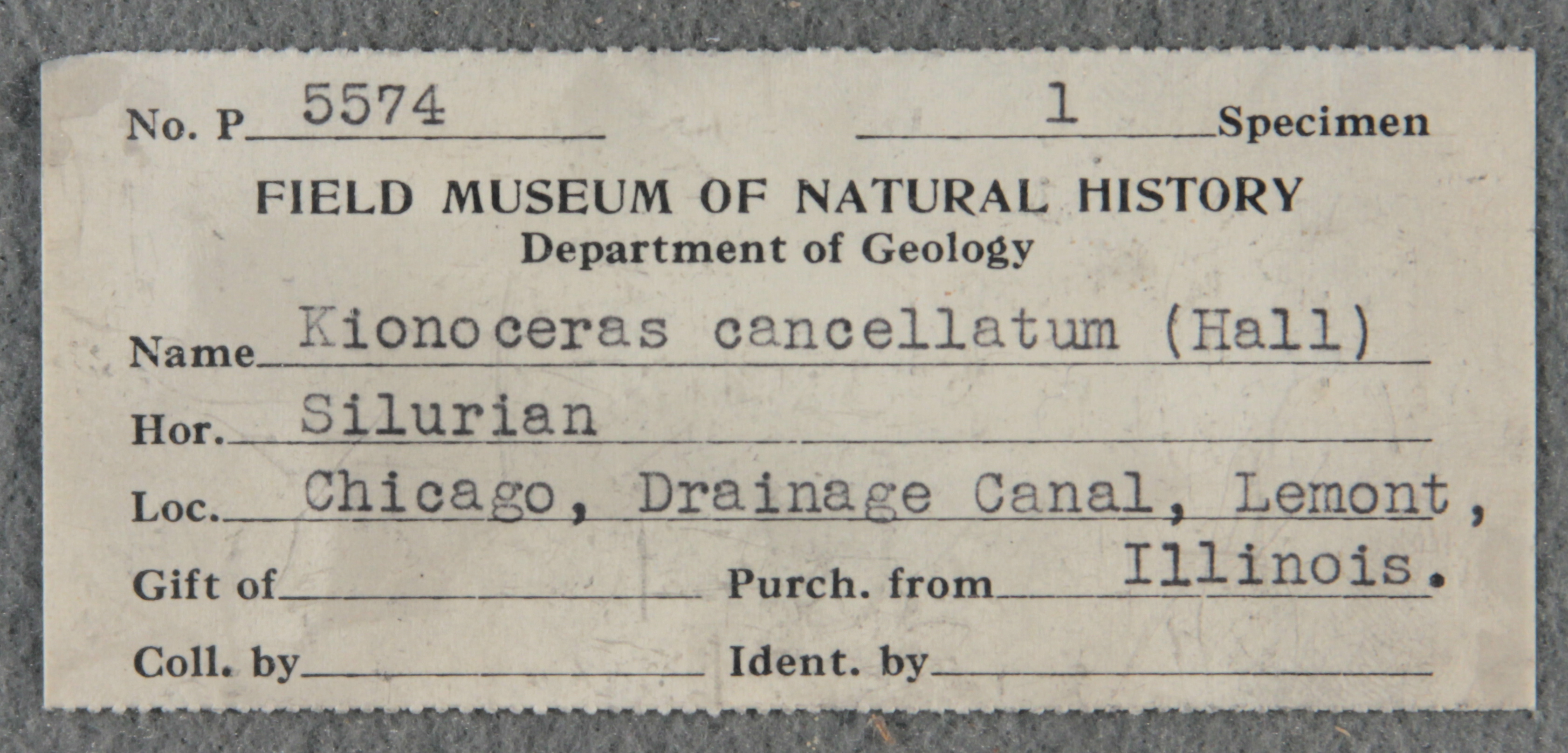 Kionoceras Hyatt, 1884