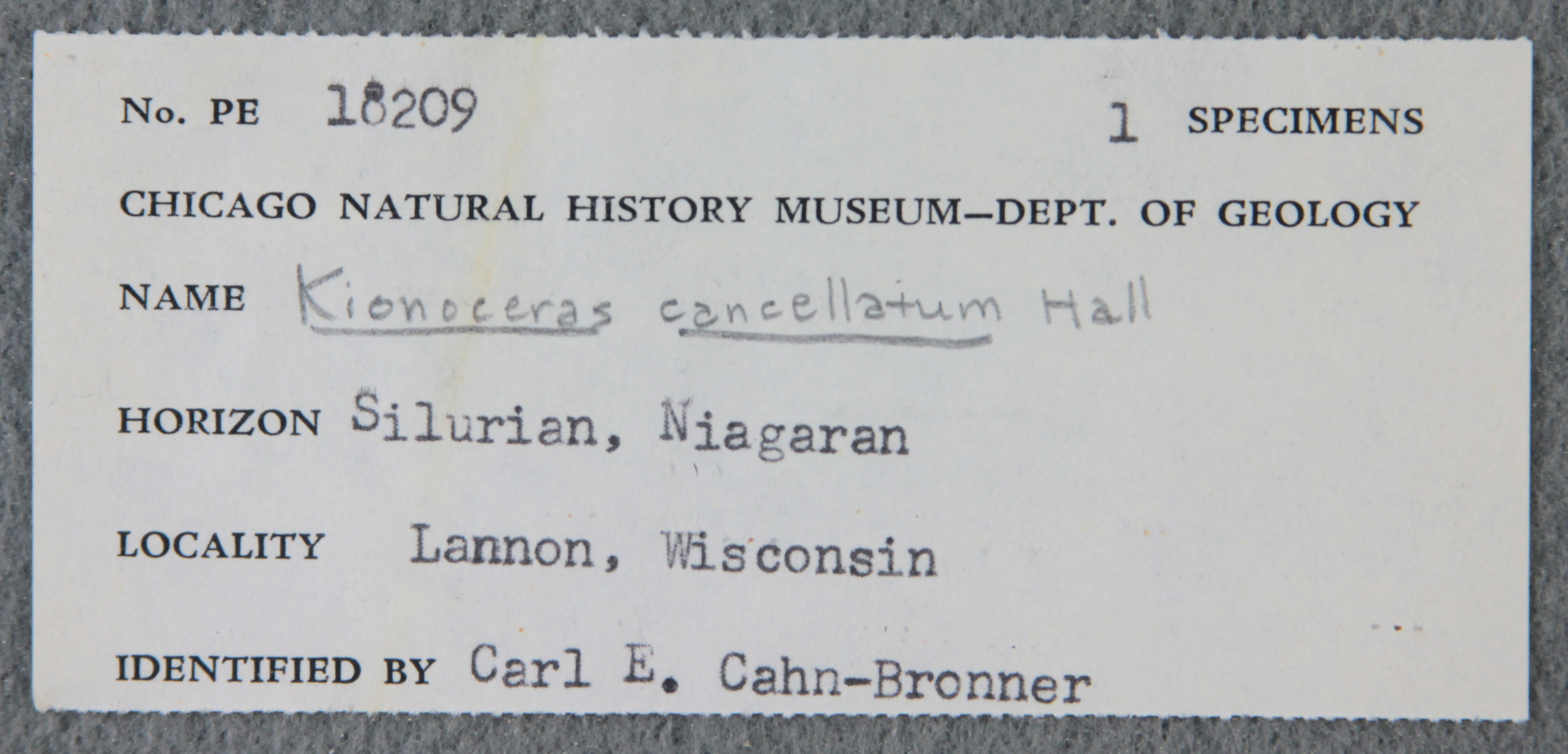 Kionoceras Hyatt, 1884