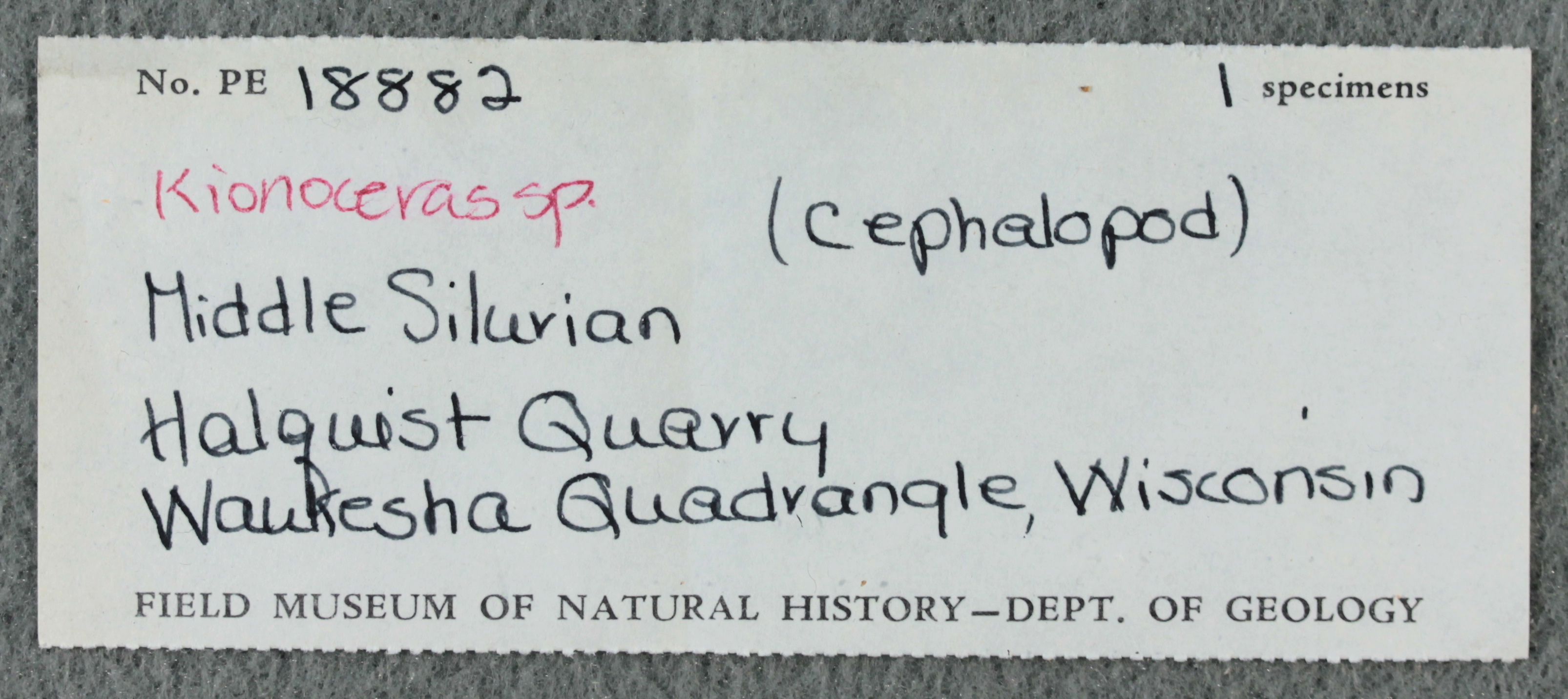 Kionoceras Hyatt, 1884