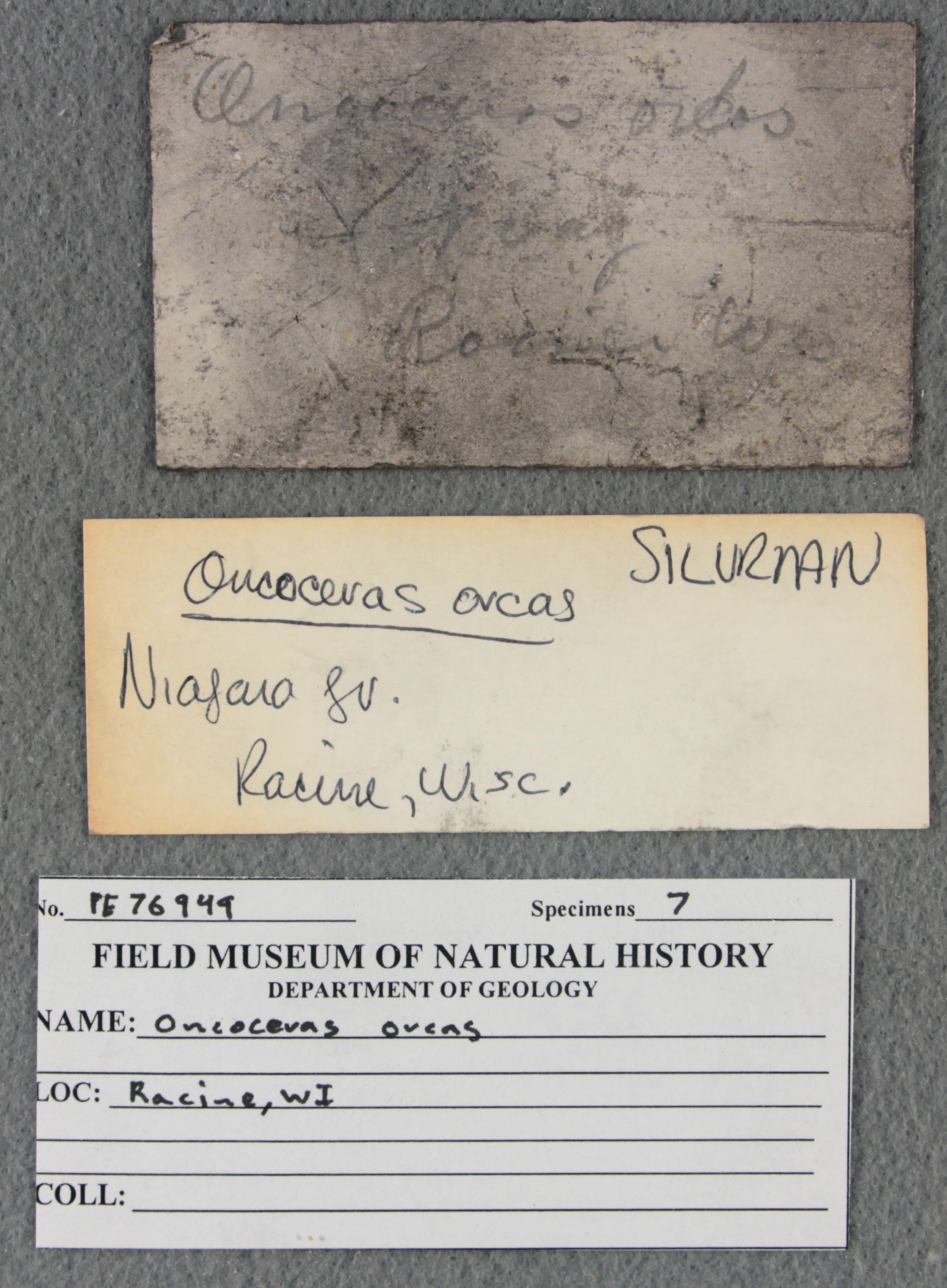 Oncoceras Hall, 1847