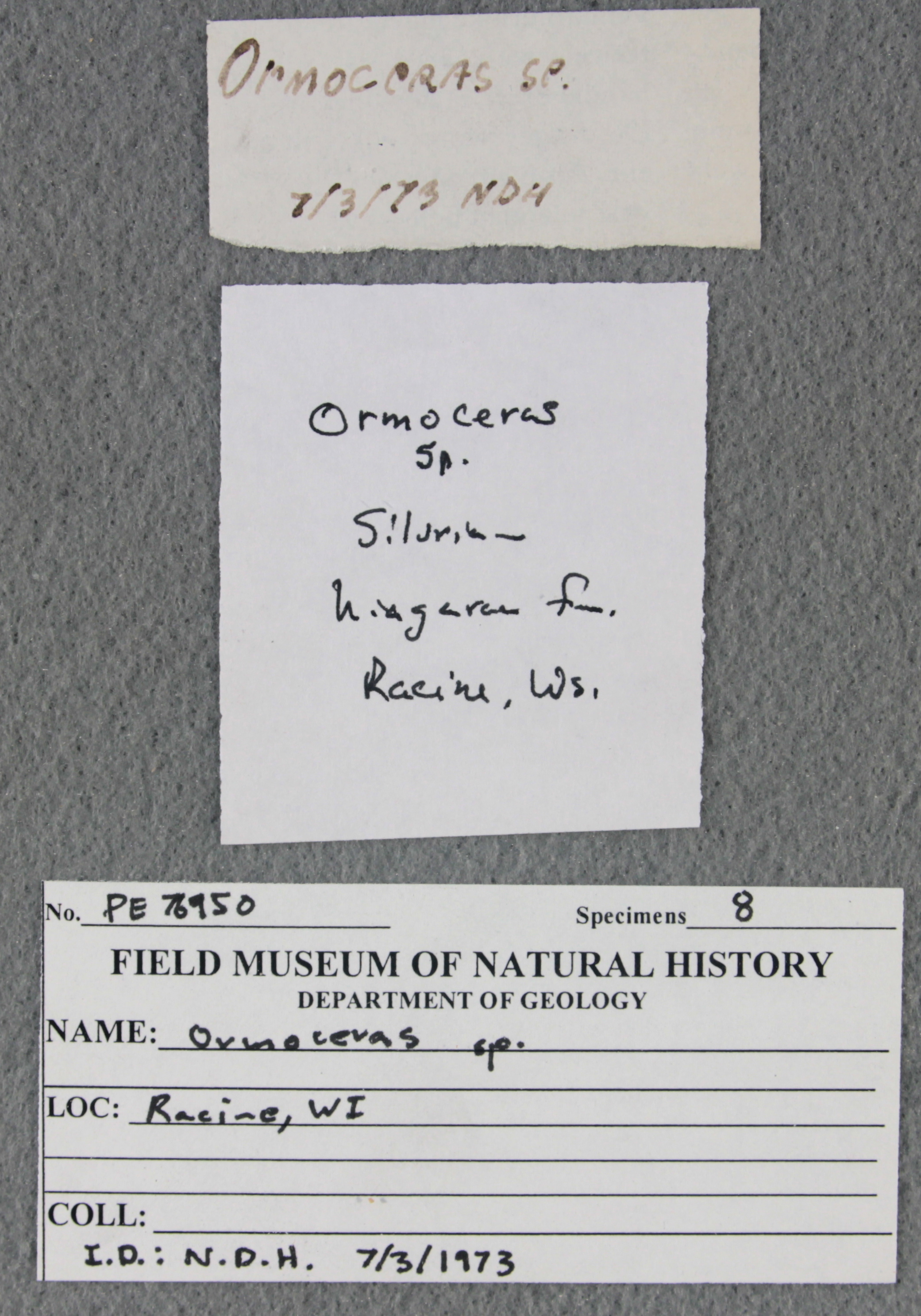 Oncoceras Hall, 1847