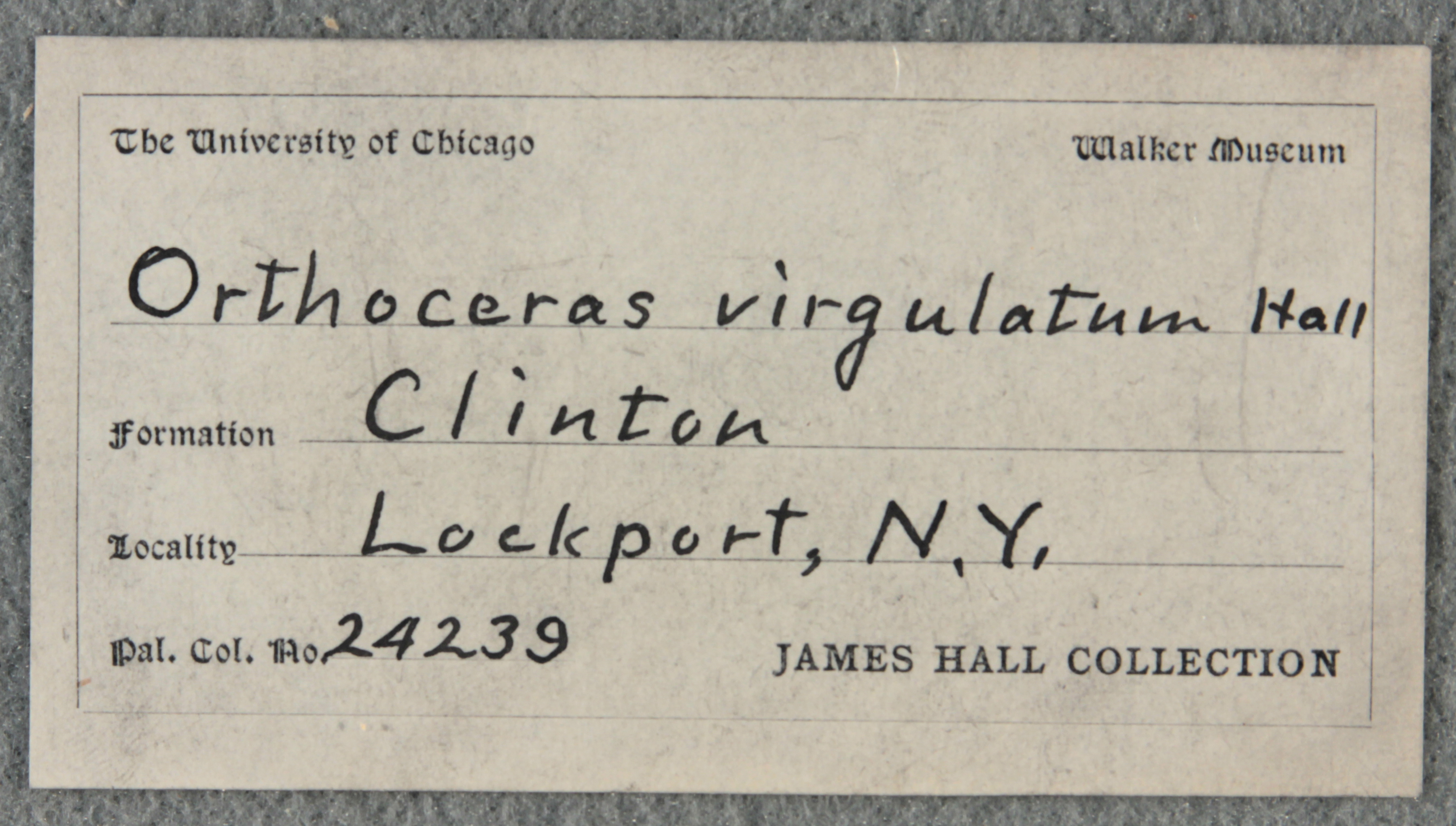 Kionoceras Hyatt, 1884