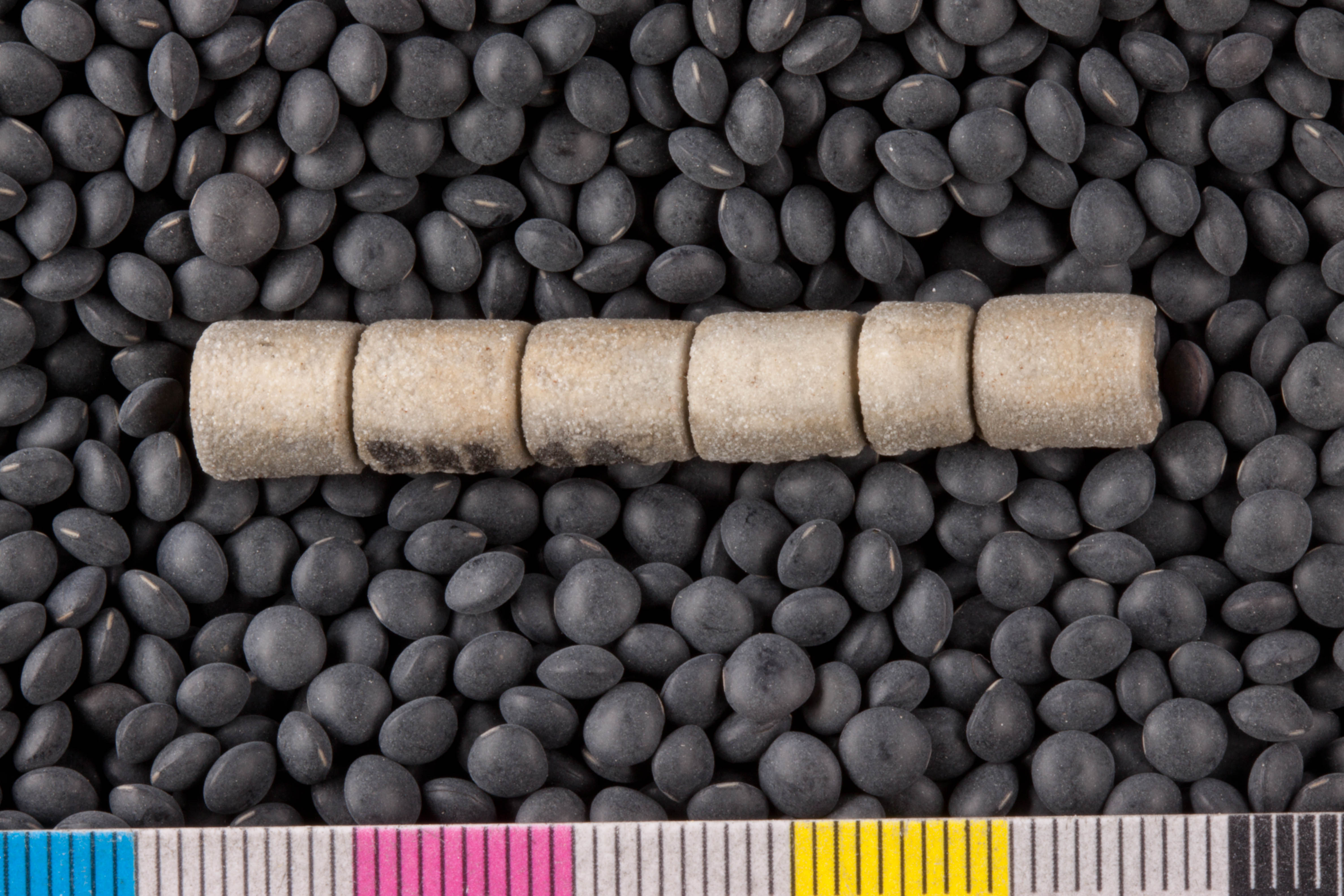 Kionoceras Hyatt, 1884