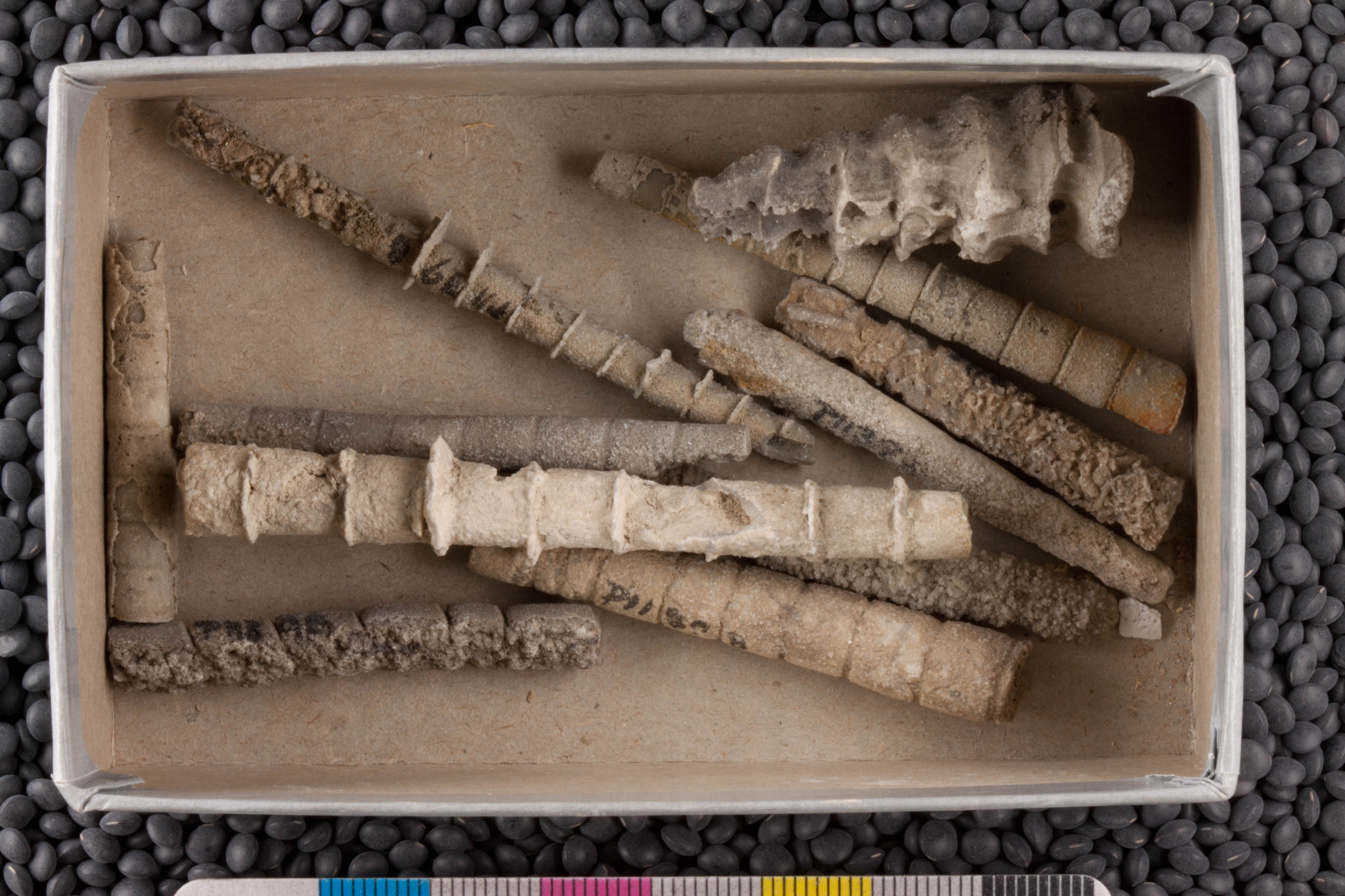 Kionoceras Hyatt, 1884