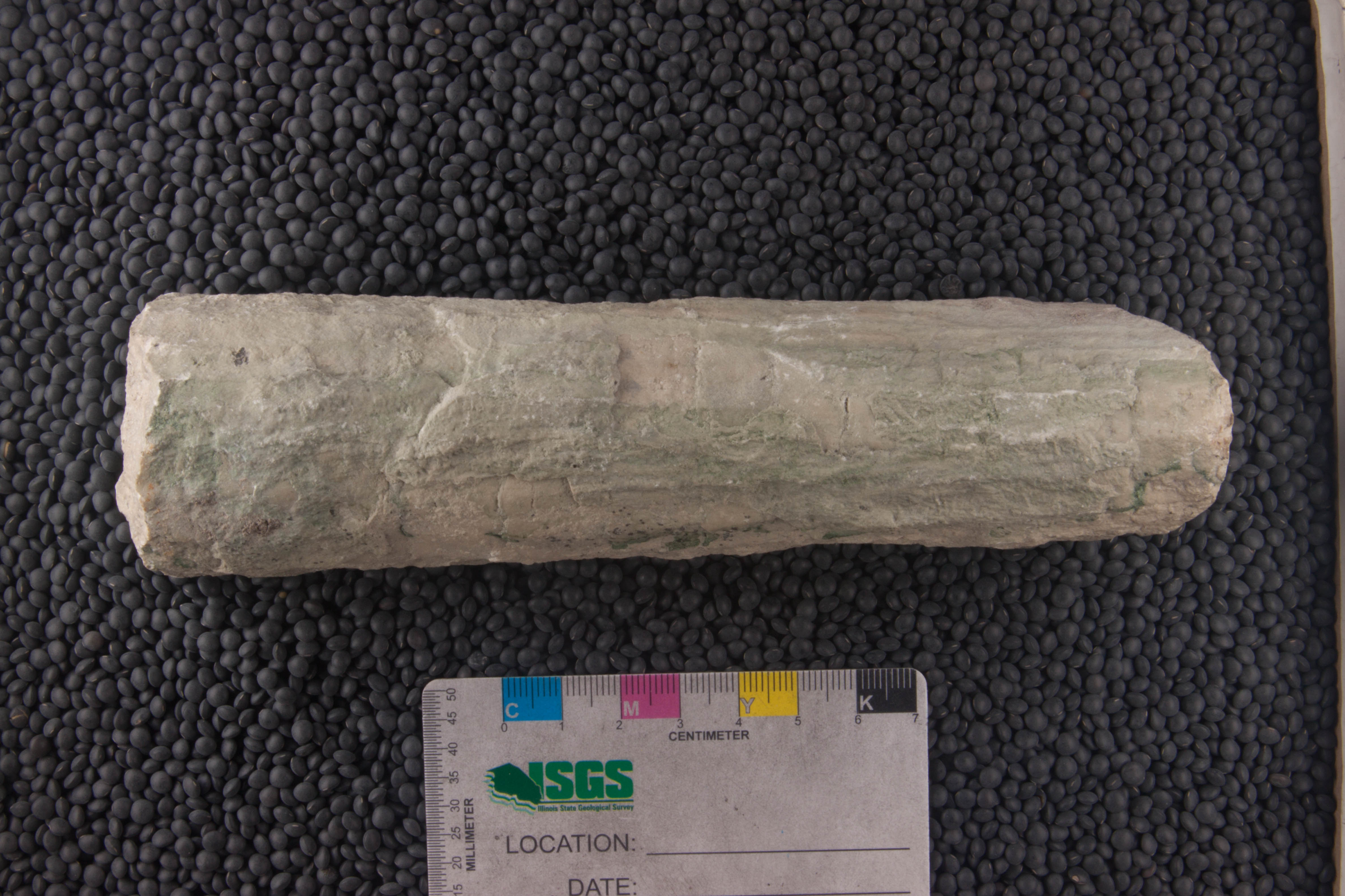 Kionoceras Hyatt, 1884