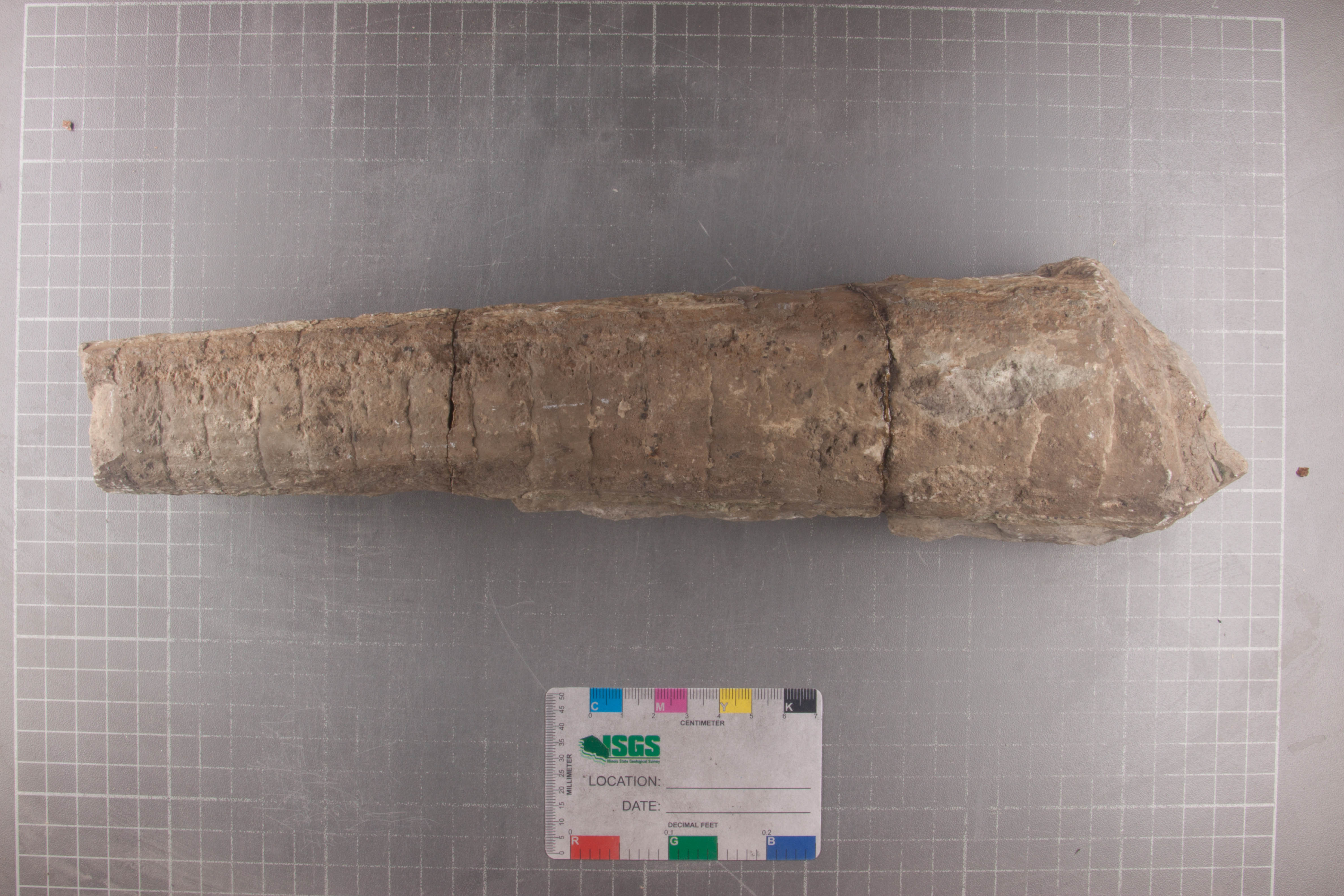 Kionoceras Hyatt, 1884