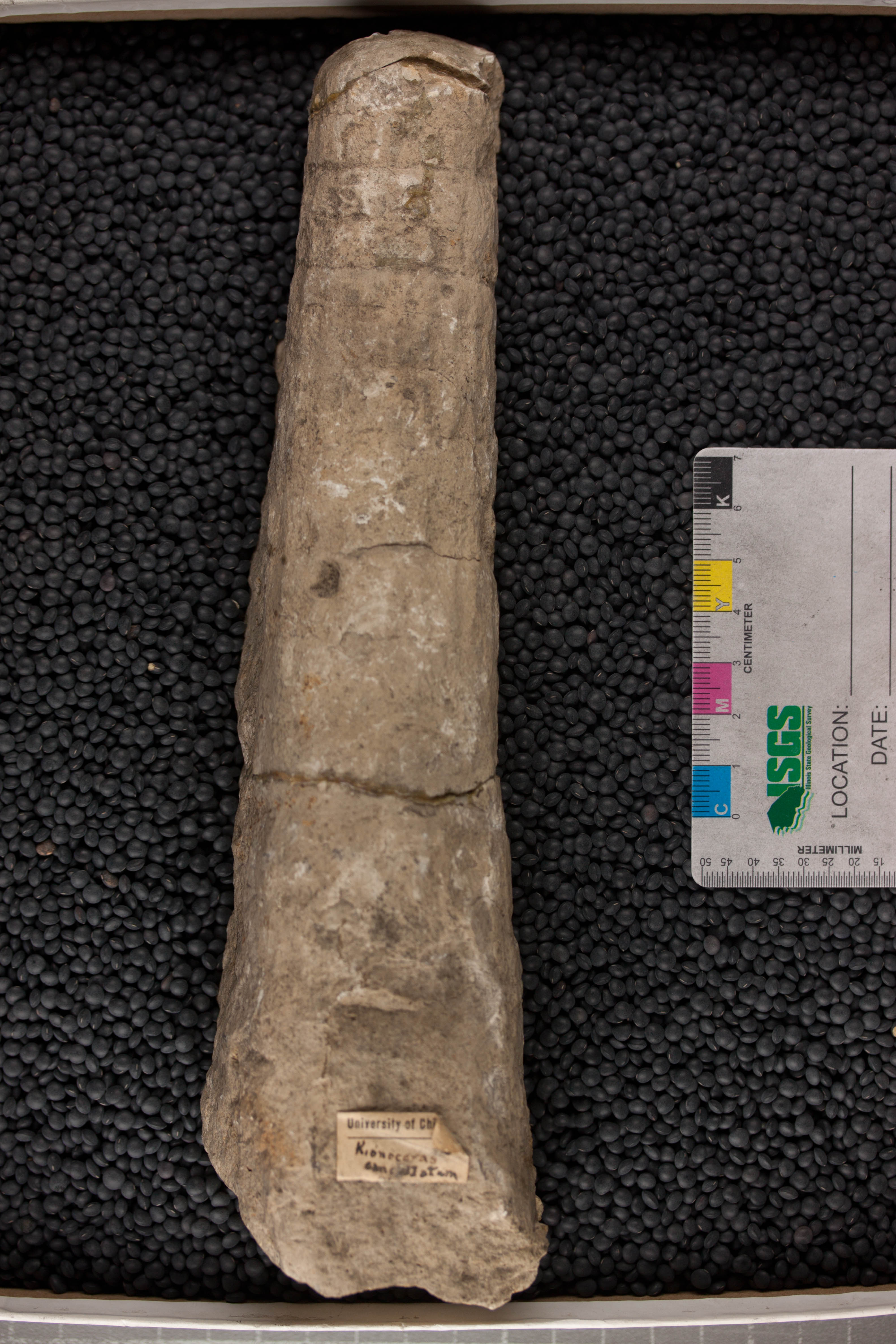 Kionoceras Hyatt, 1884