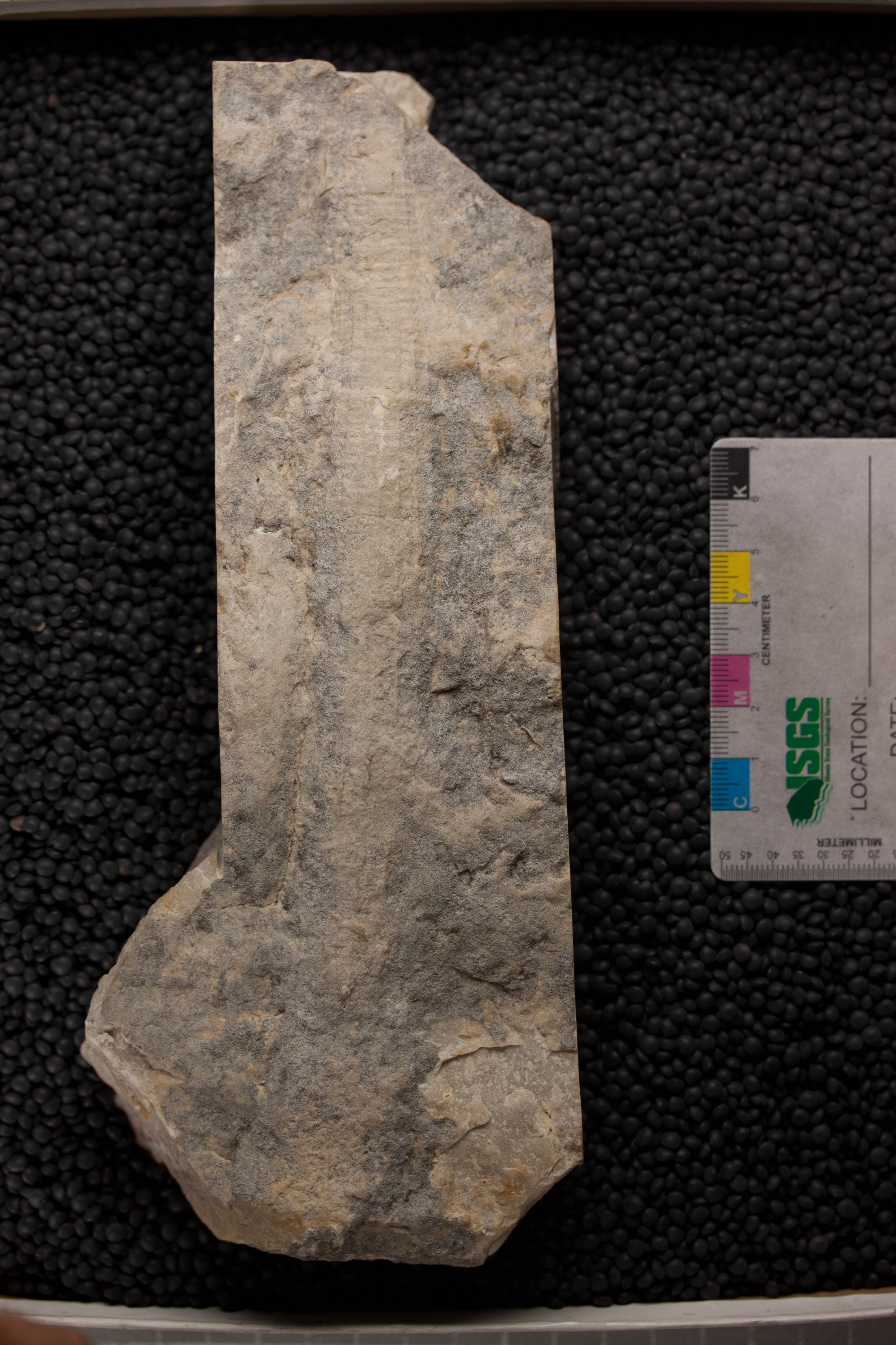 Kionoceras Hyatt, 1884