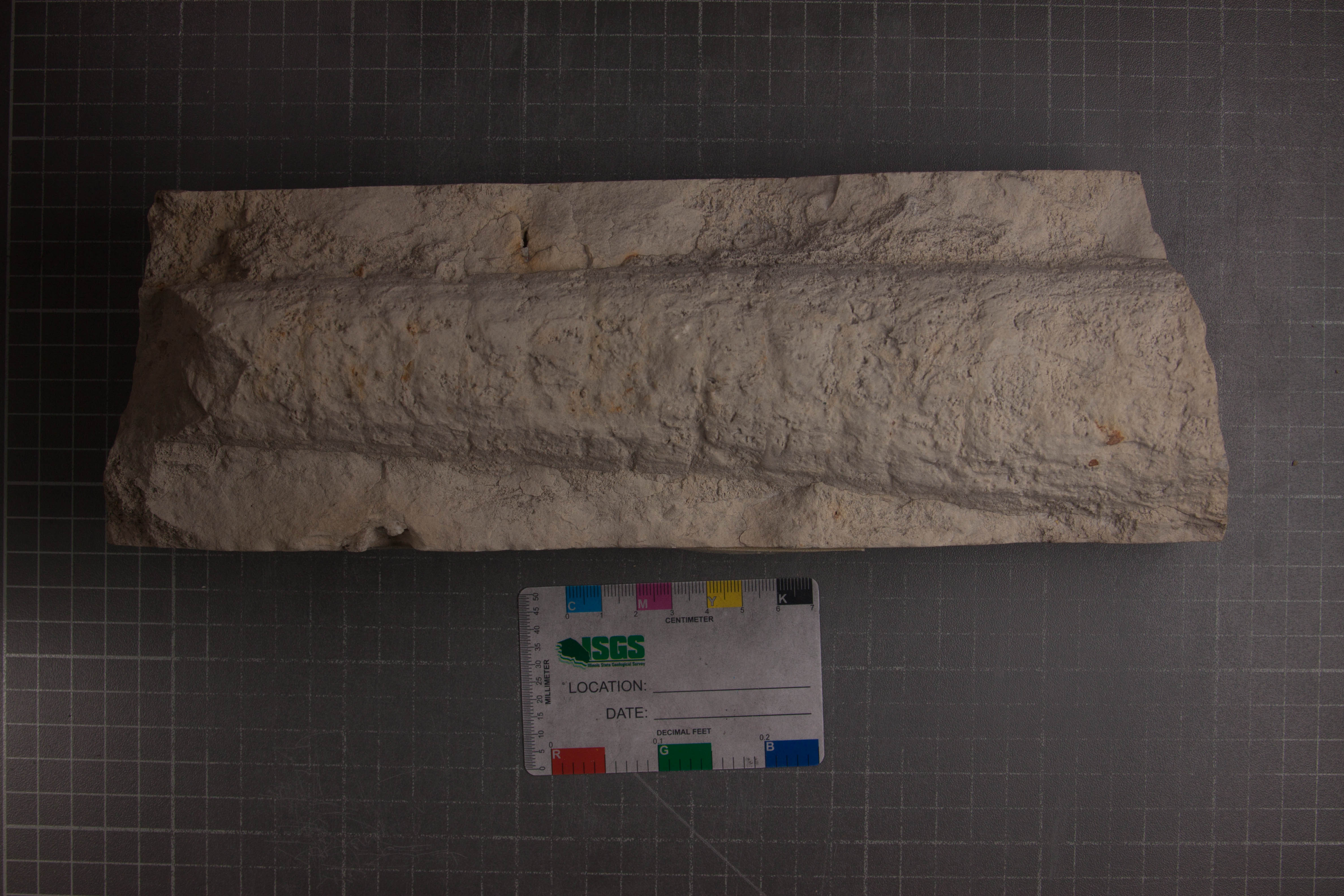 Kionoceras Hyatt, 1884