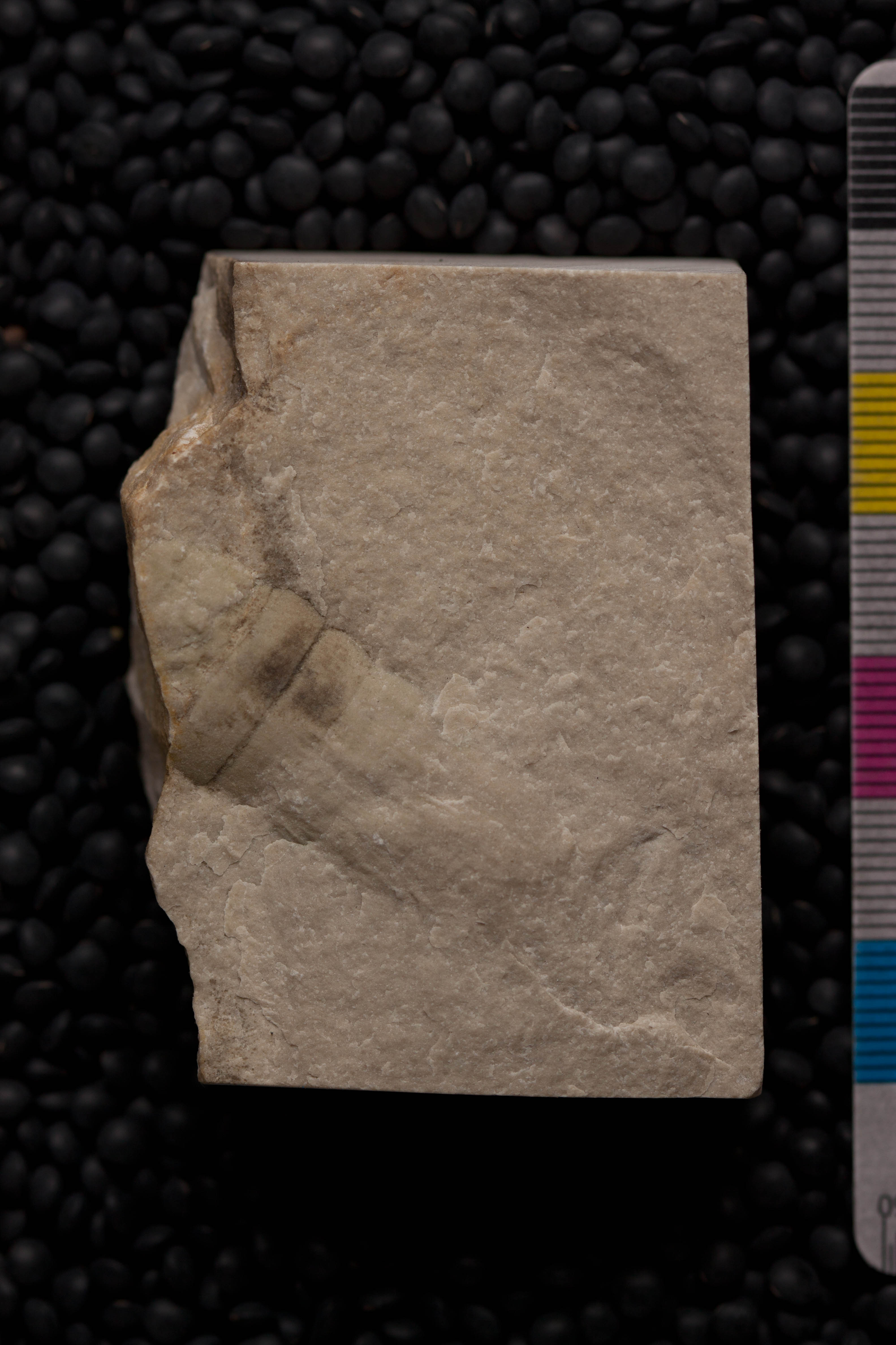 Kionoceras Hyatt, 1884