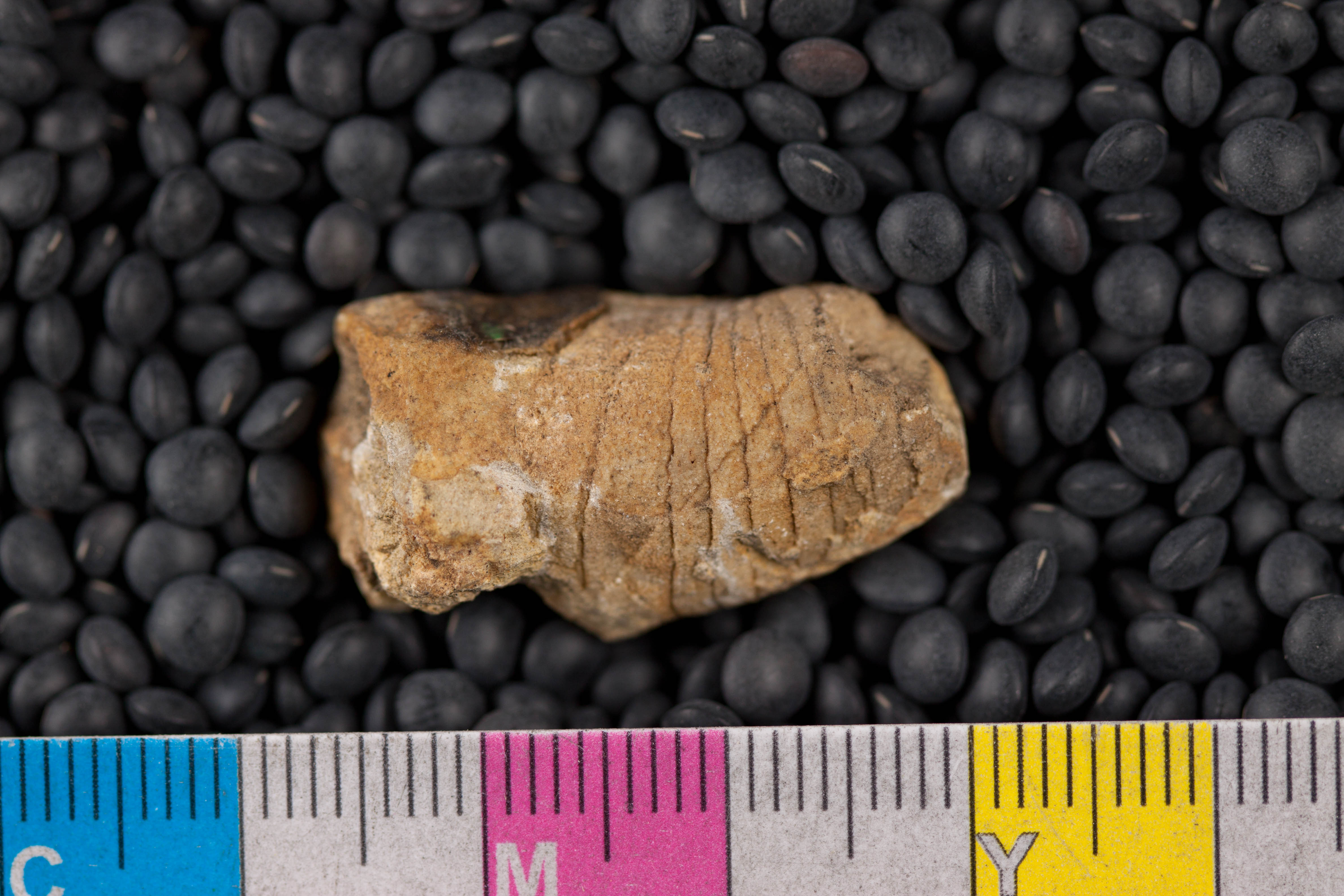 Oncoceras Hall, 1847