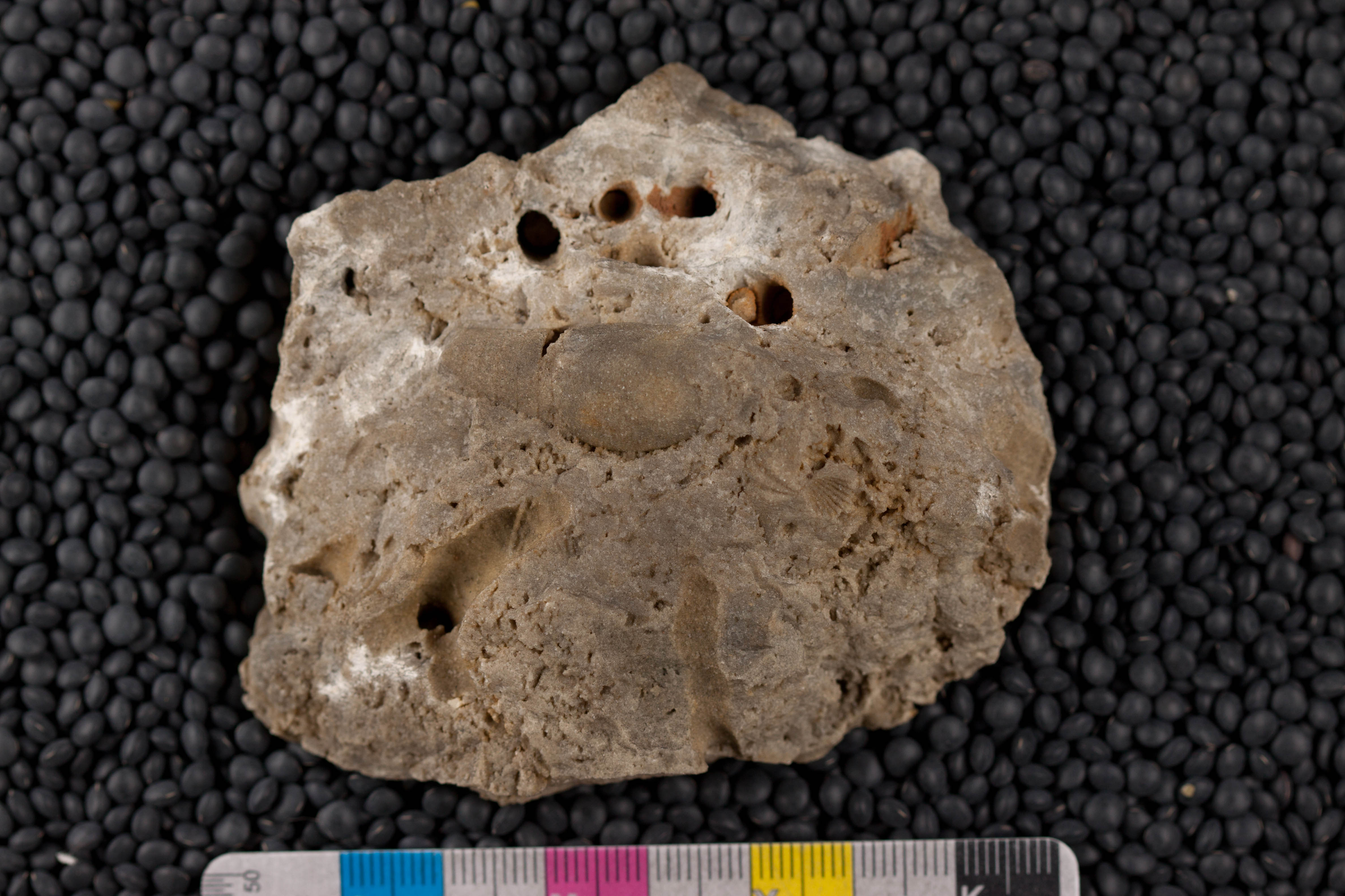 Oncoceras Hall, 1847