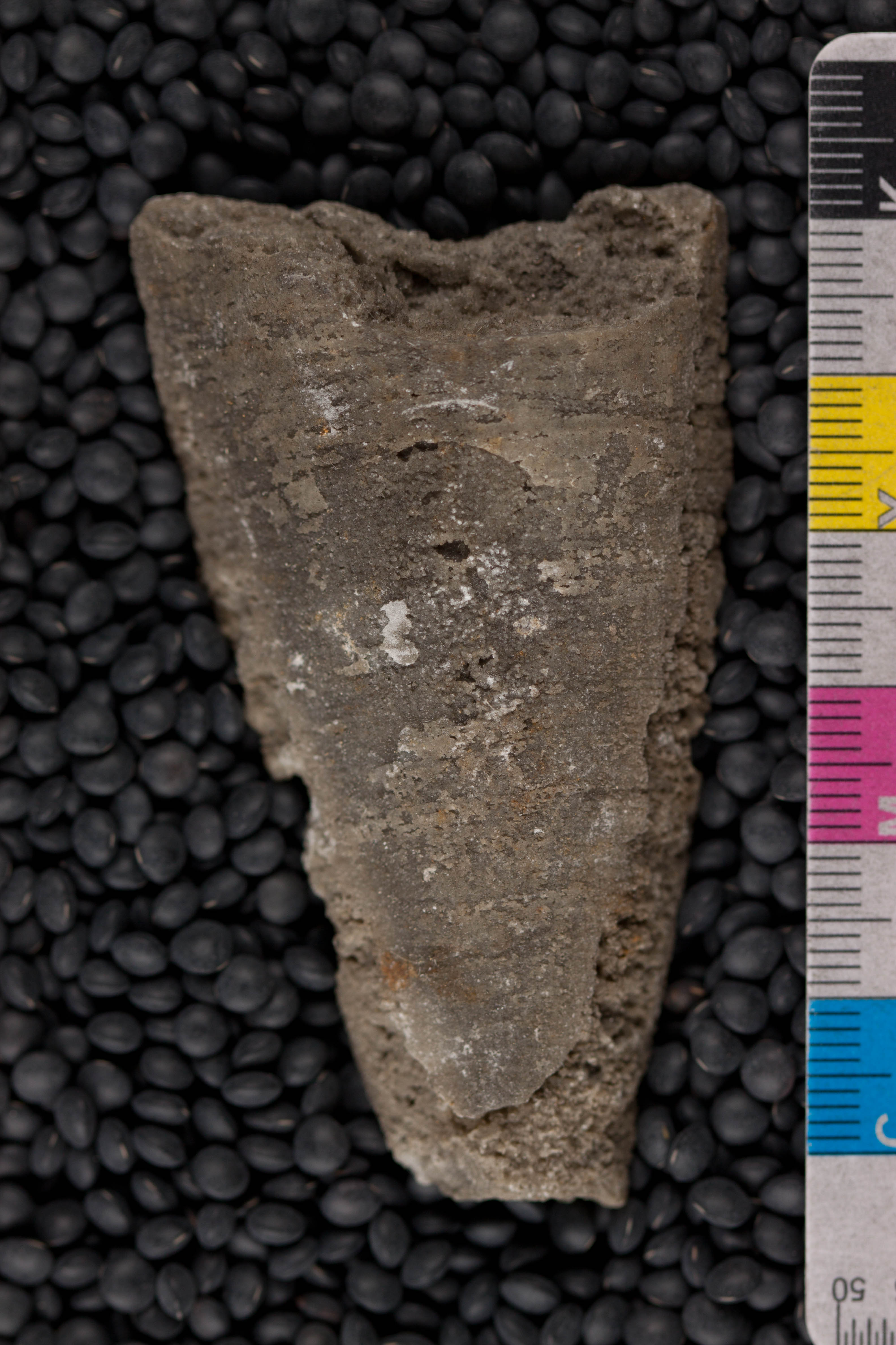 Oncoceras Hall, 1847