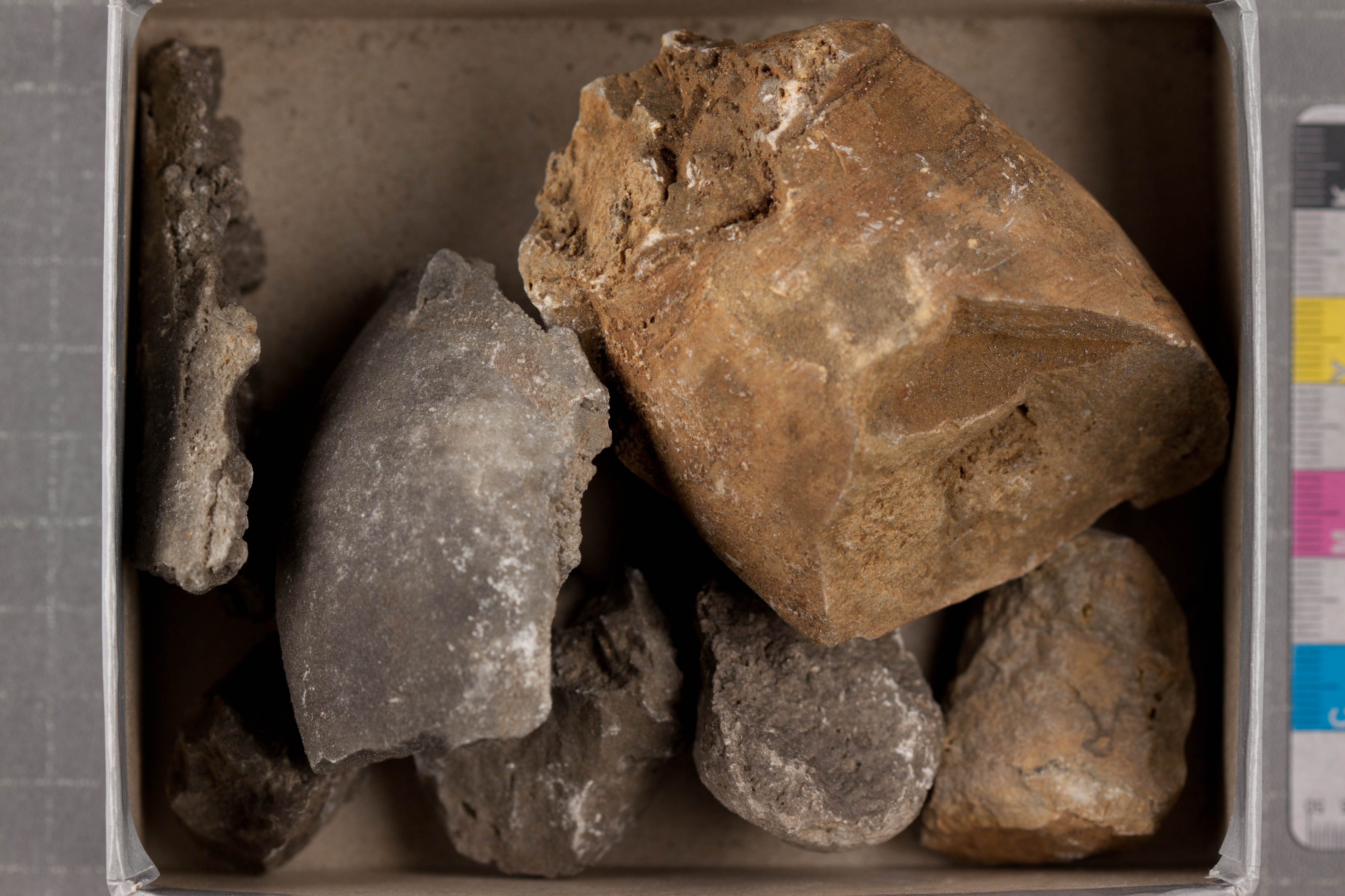 Oncoceras Hall, 1847