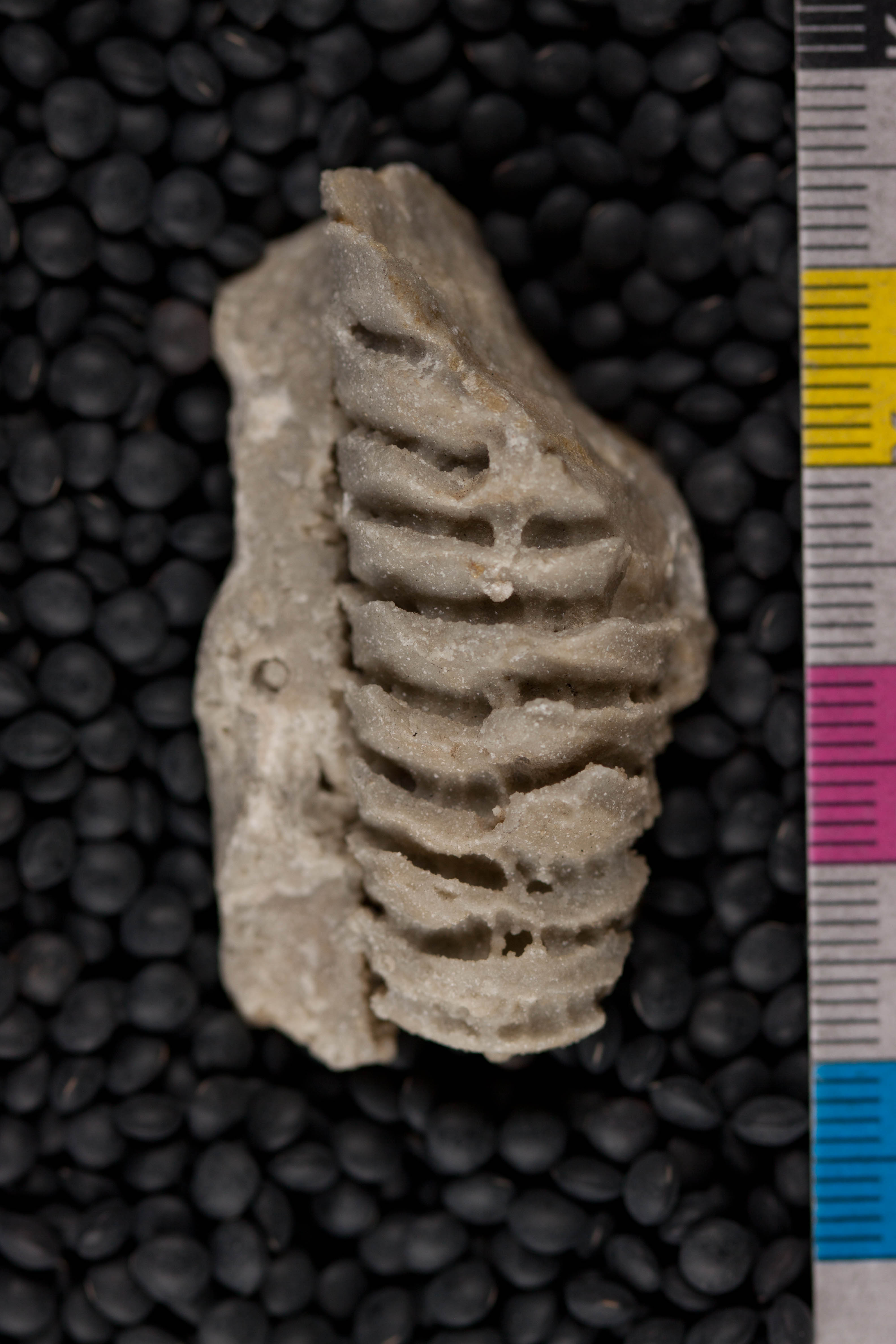 Oncoceras Hall, 1847