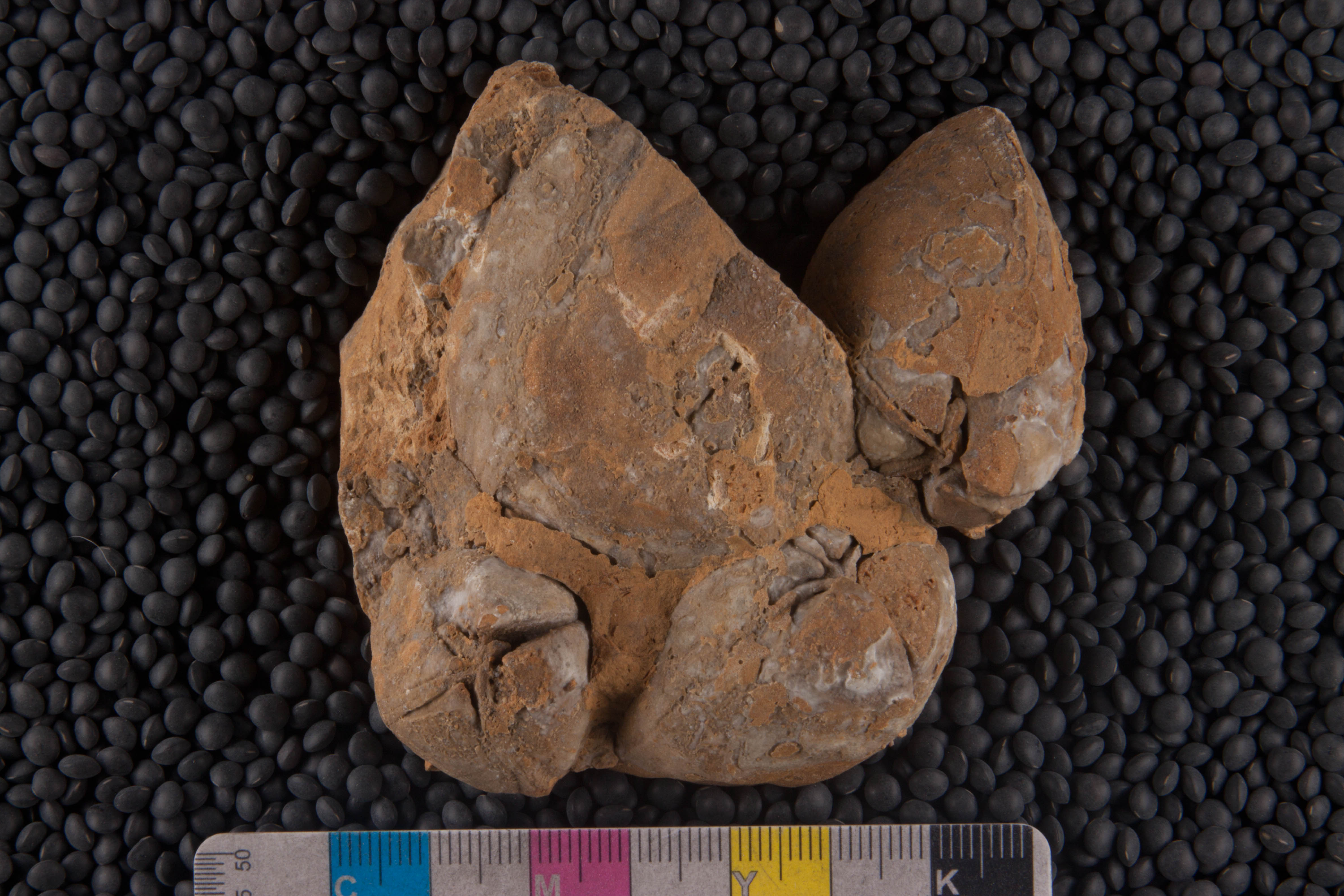 Pentamerus Sowerby, 1813