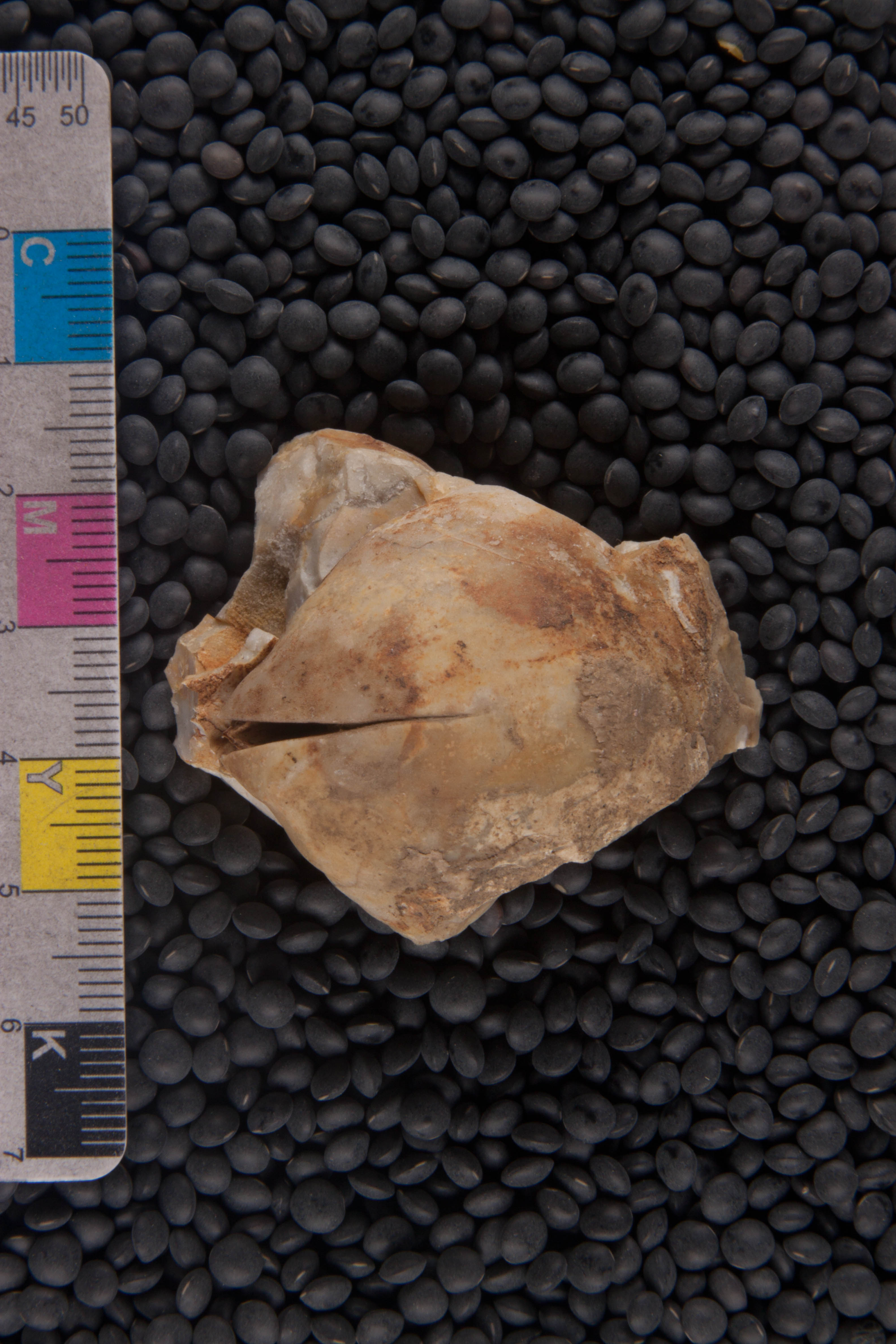 Pentamerus Sowerby, 1813