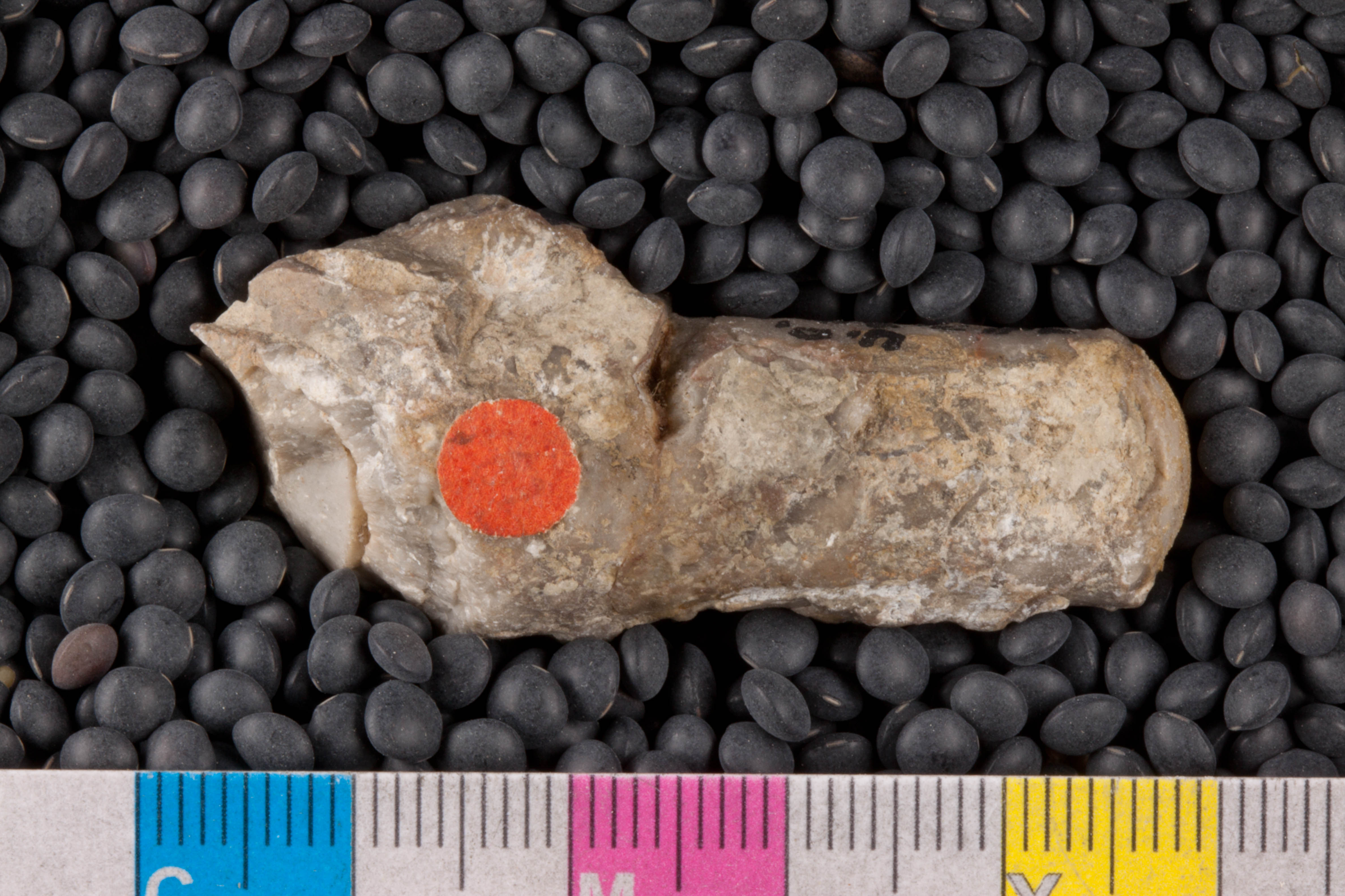 Kionoceras Hyatt, 1884