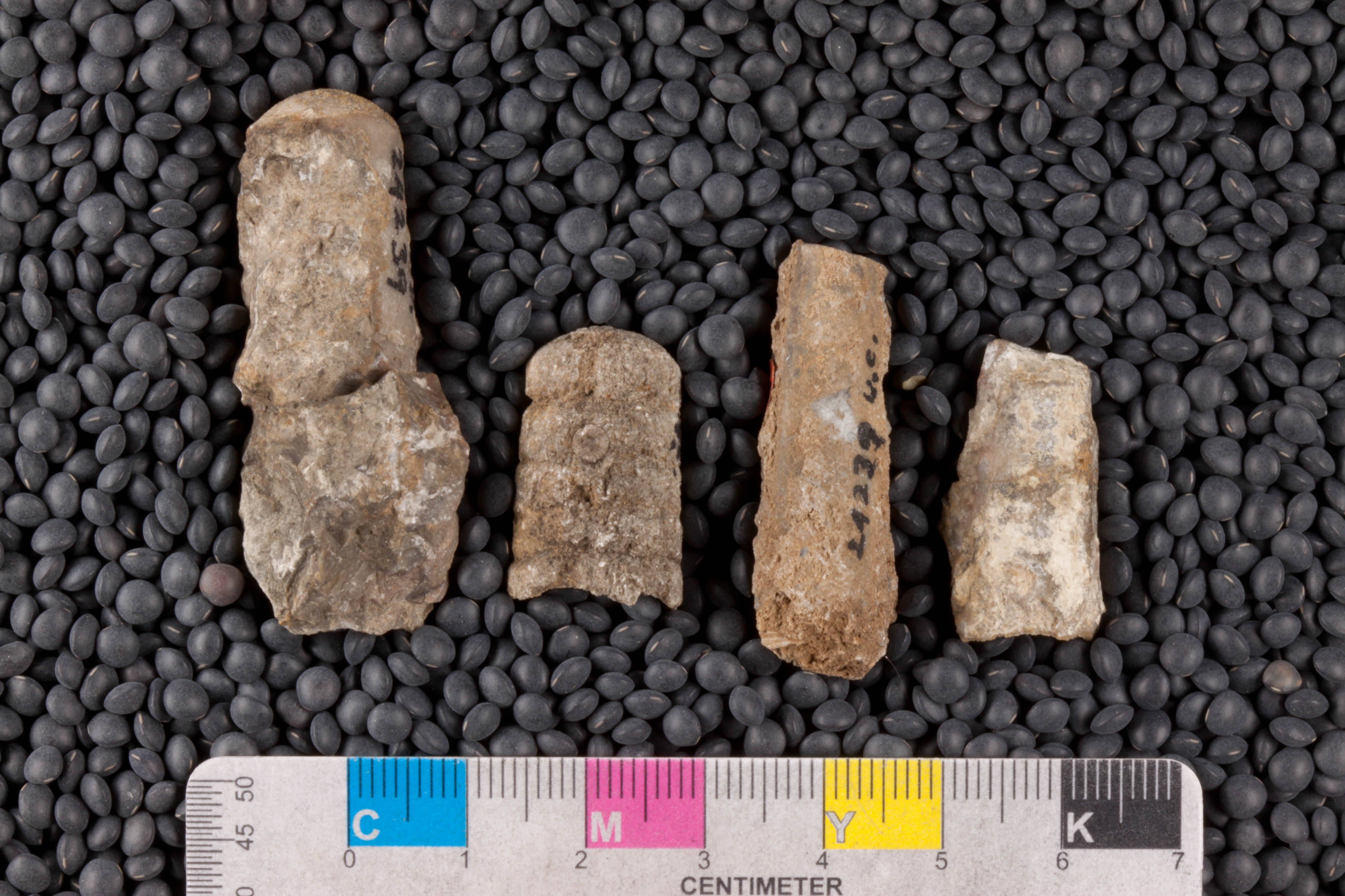 Kionoceras Hyatt, 1884