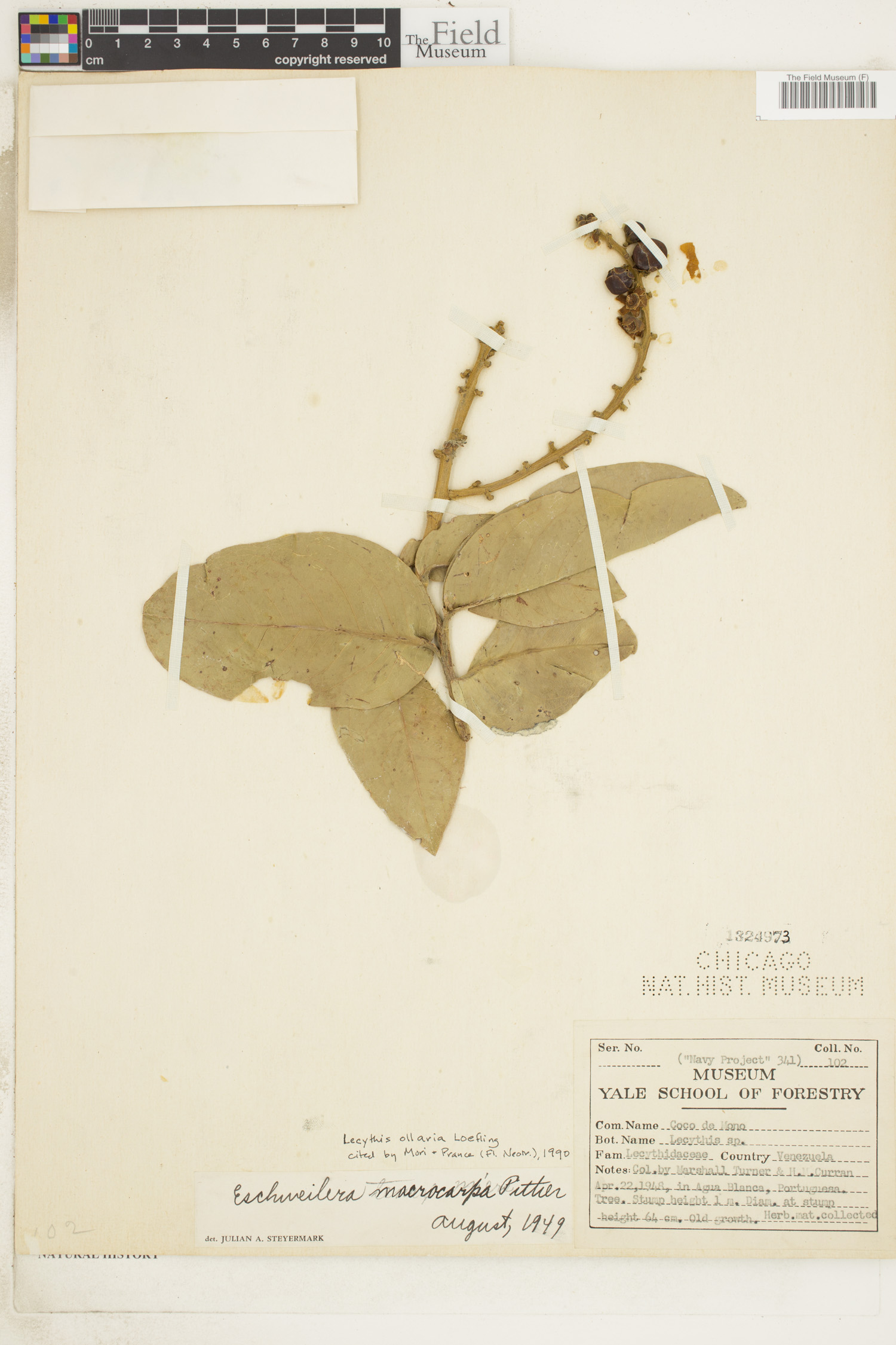 Lecythis ollaria Loefl.