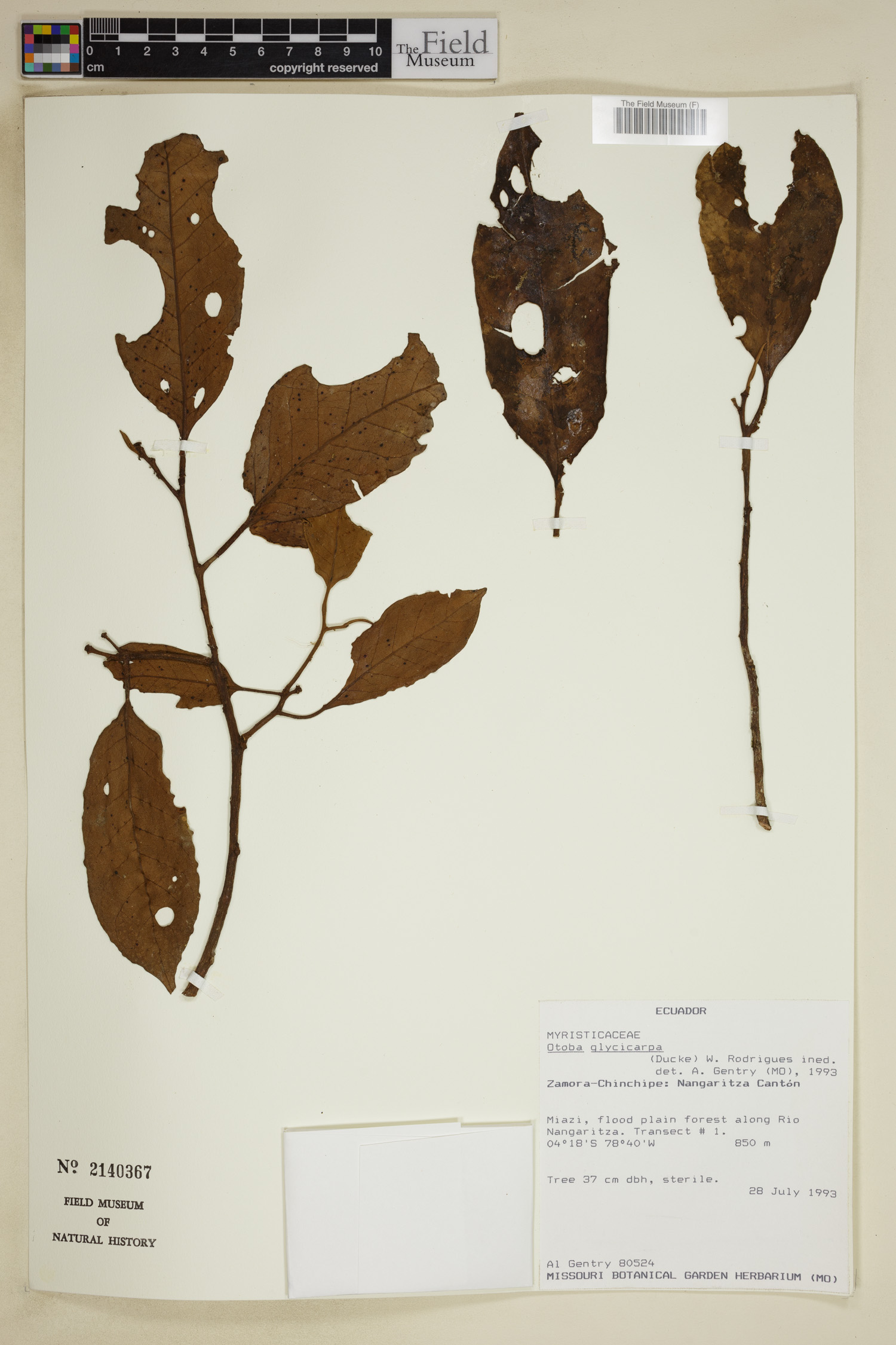 Otoba glycycarpa (Ducke) W.A.Rodrigues & T.S.Jaram.