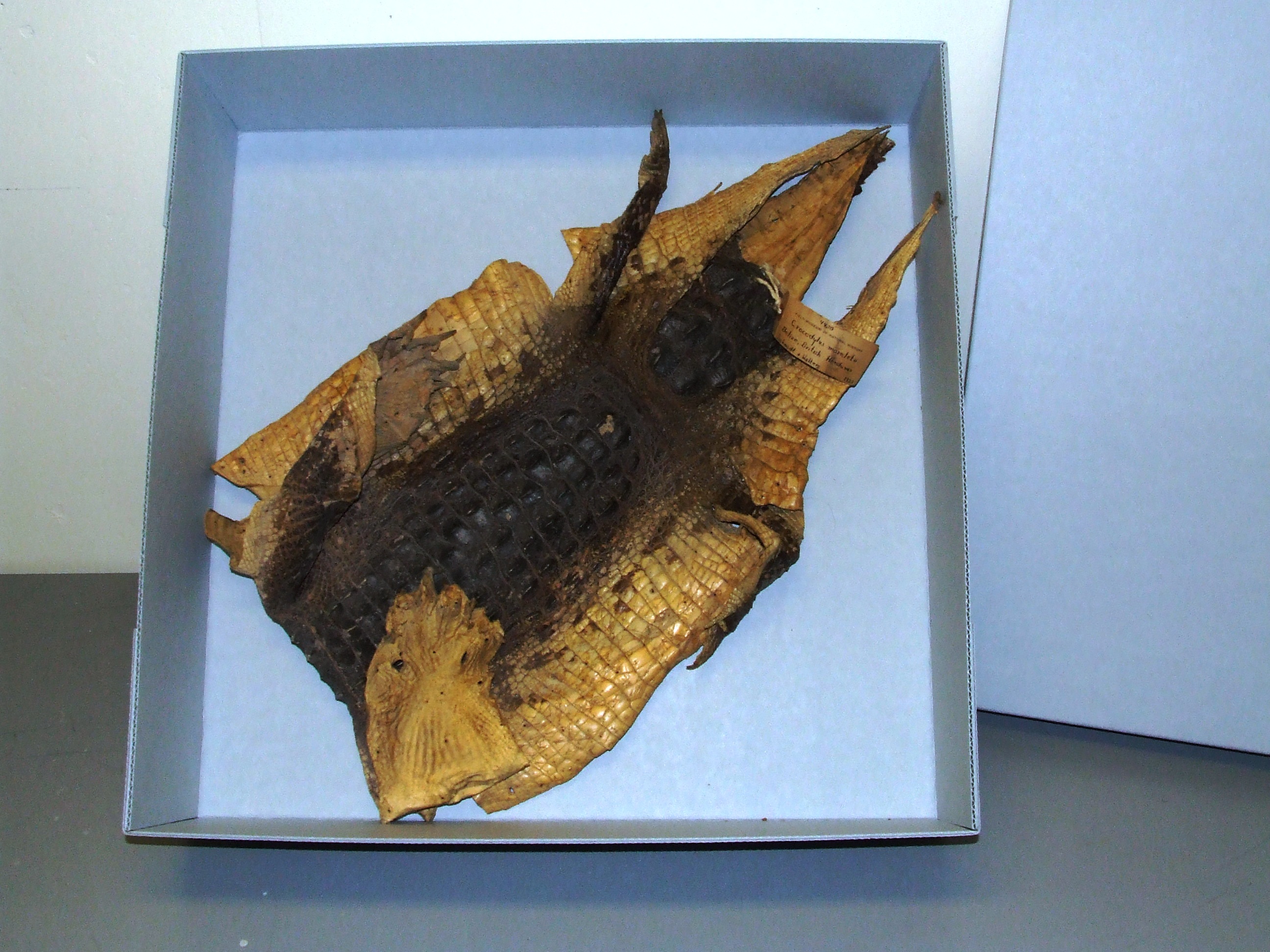 FMNH 4430 | Zoological Collections