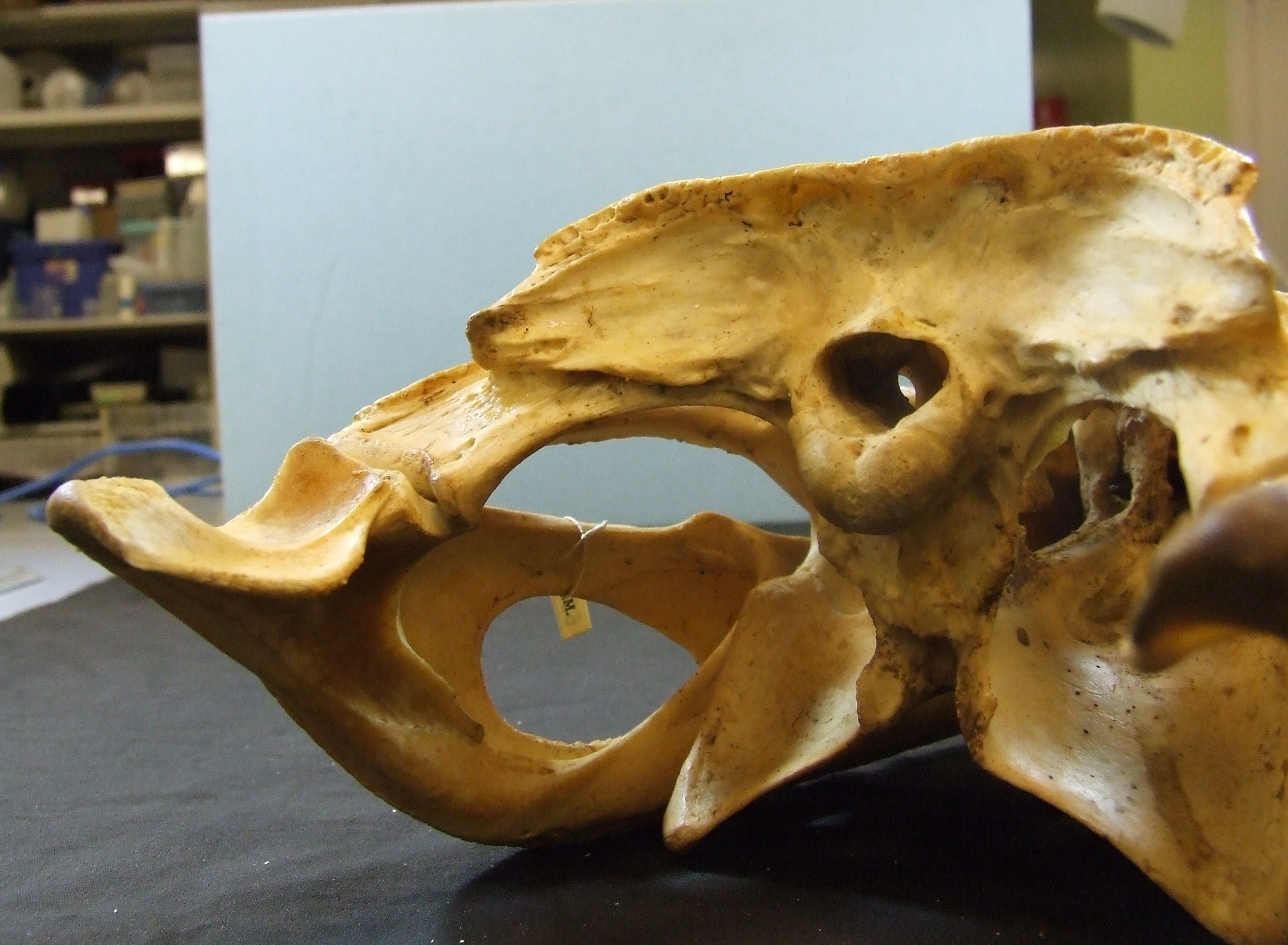 FMNH 69812 | Zoological Collections