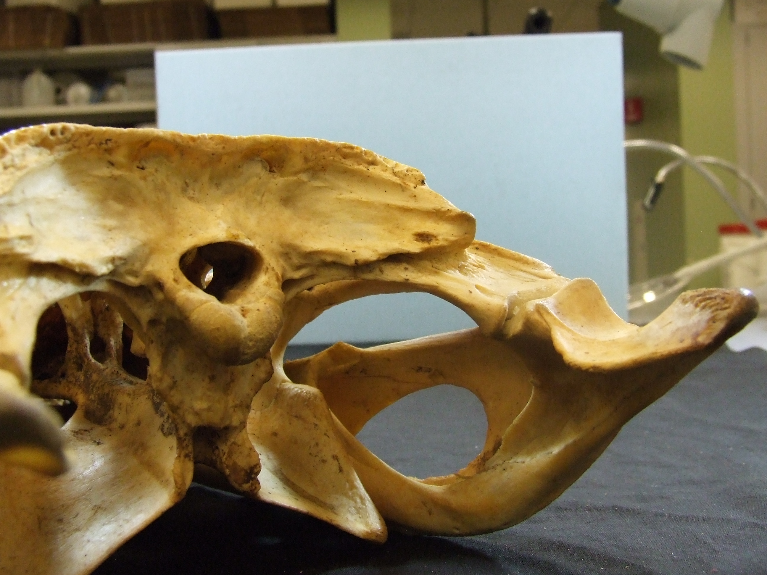 FMNH 69812 | Zoological Collections