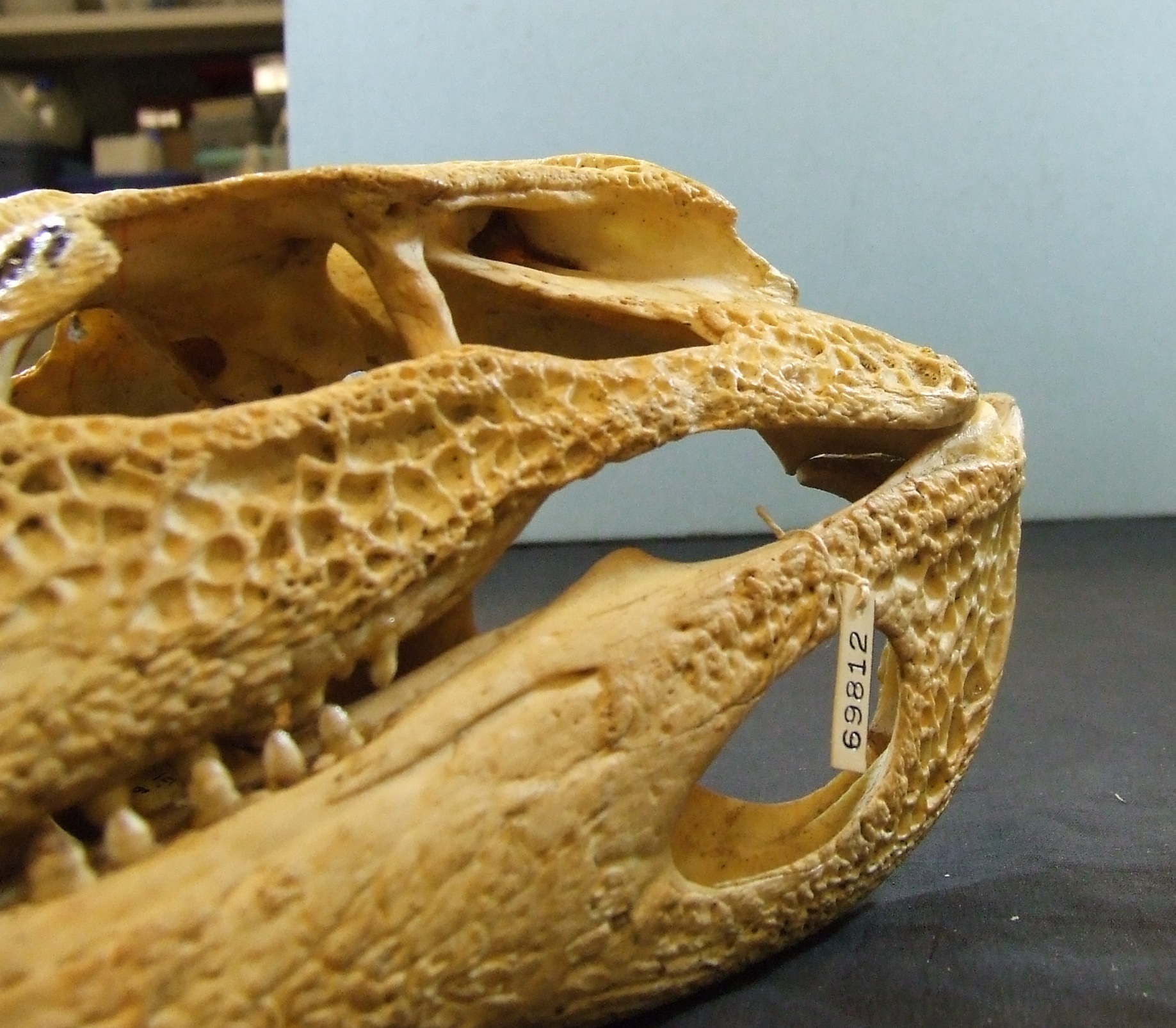 FMNH 69812 | Zoological Collections