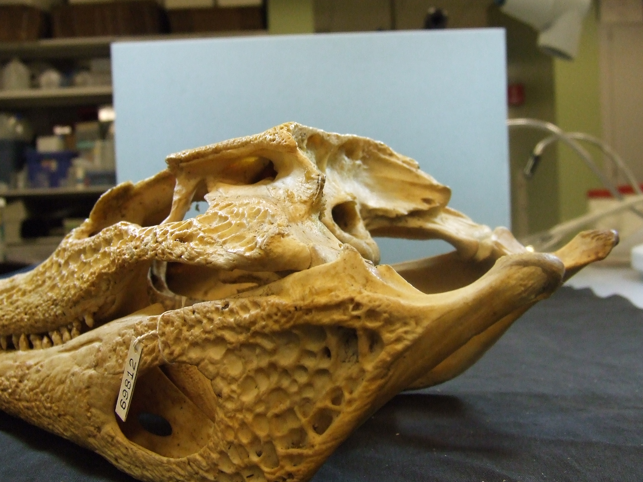 FMNH 69812 | Zoological Collections