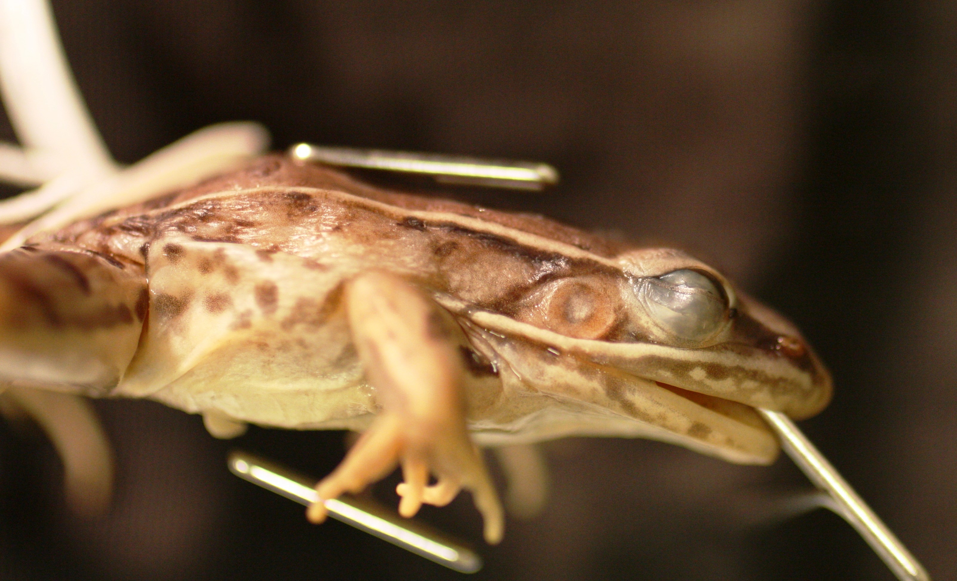 FMNH 122887 | Zoological Collections