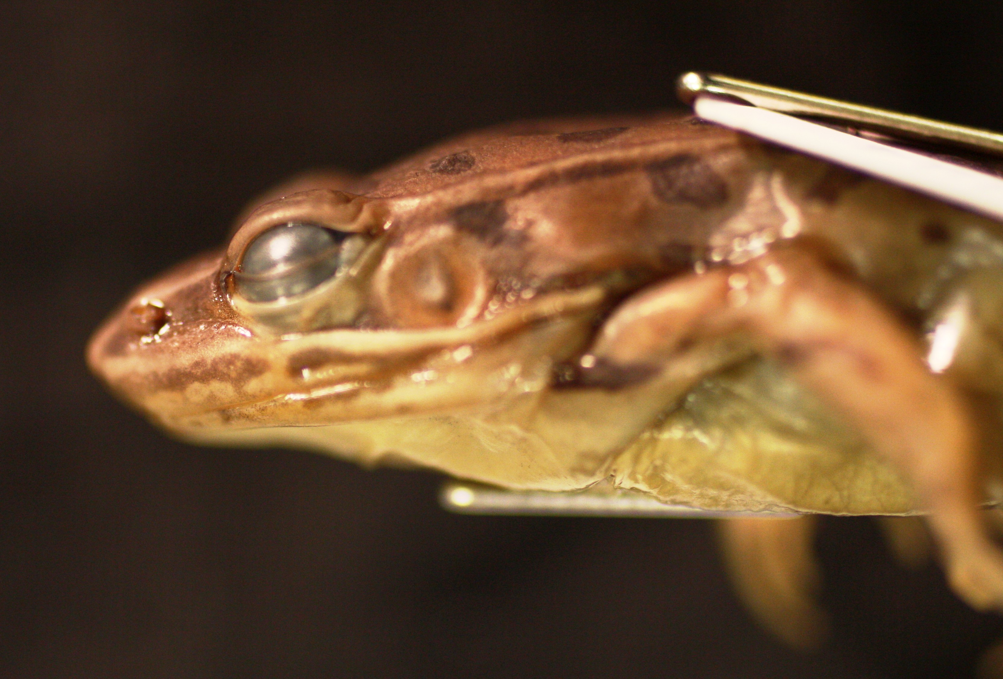 FMNH 122894 | Zoological Collections