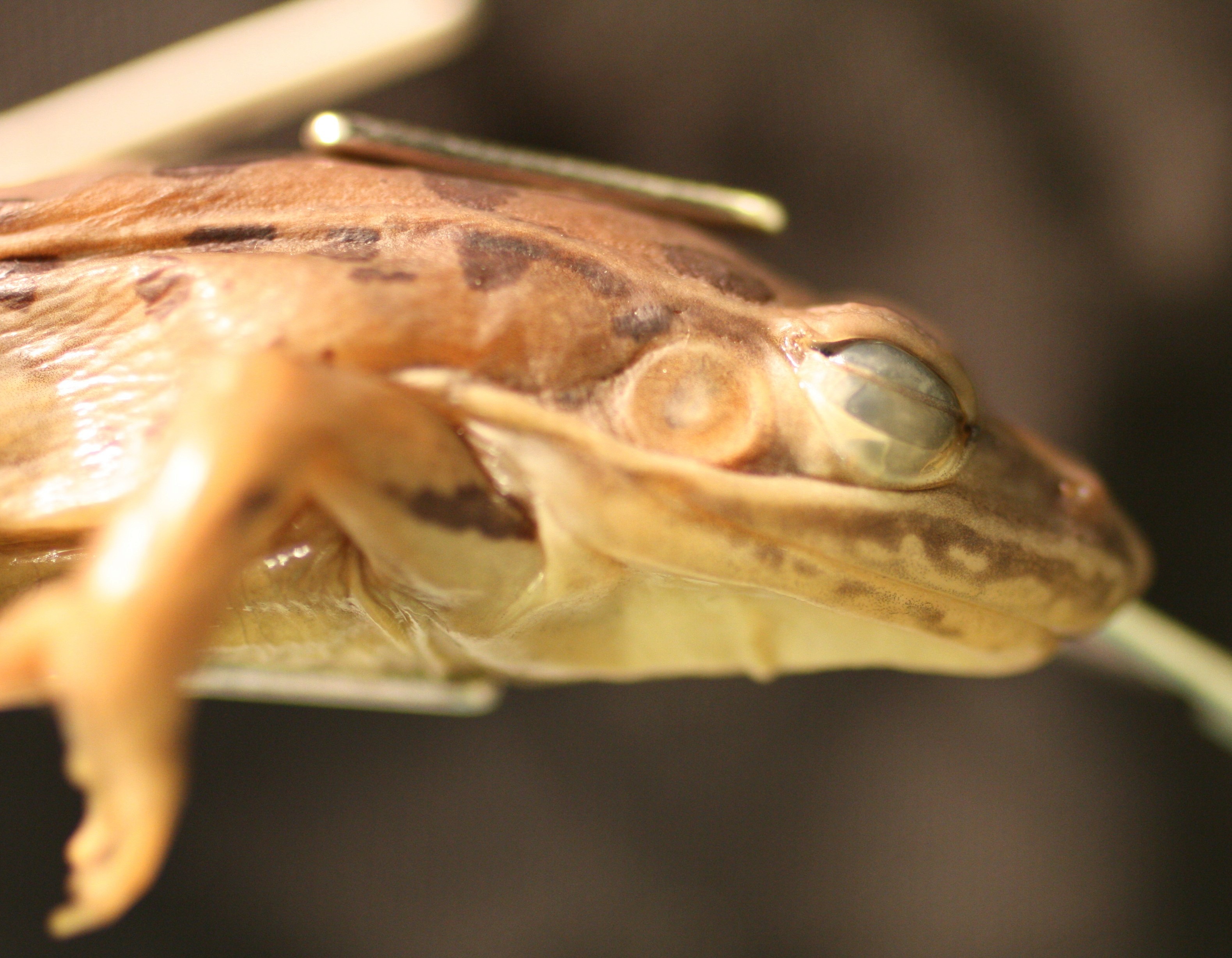 FMNH 122894 | Zoological Collections